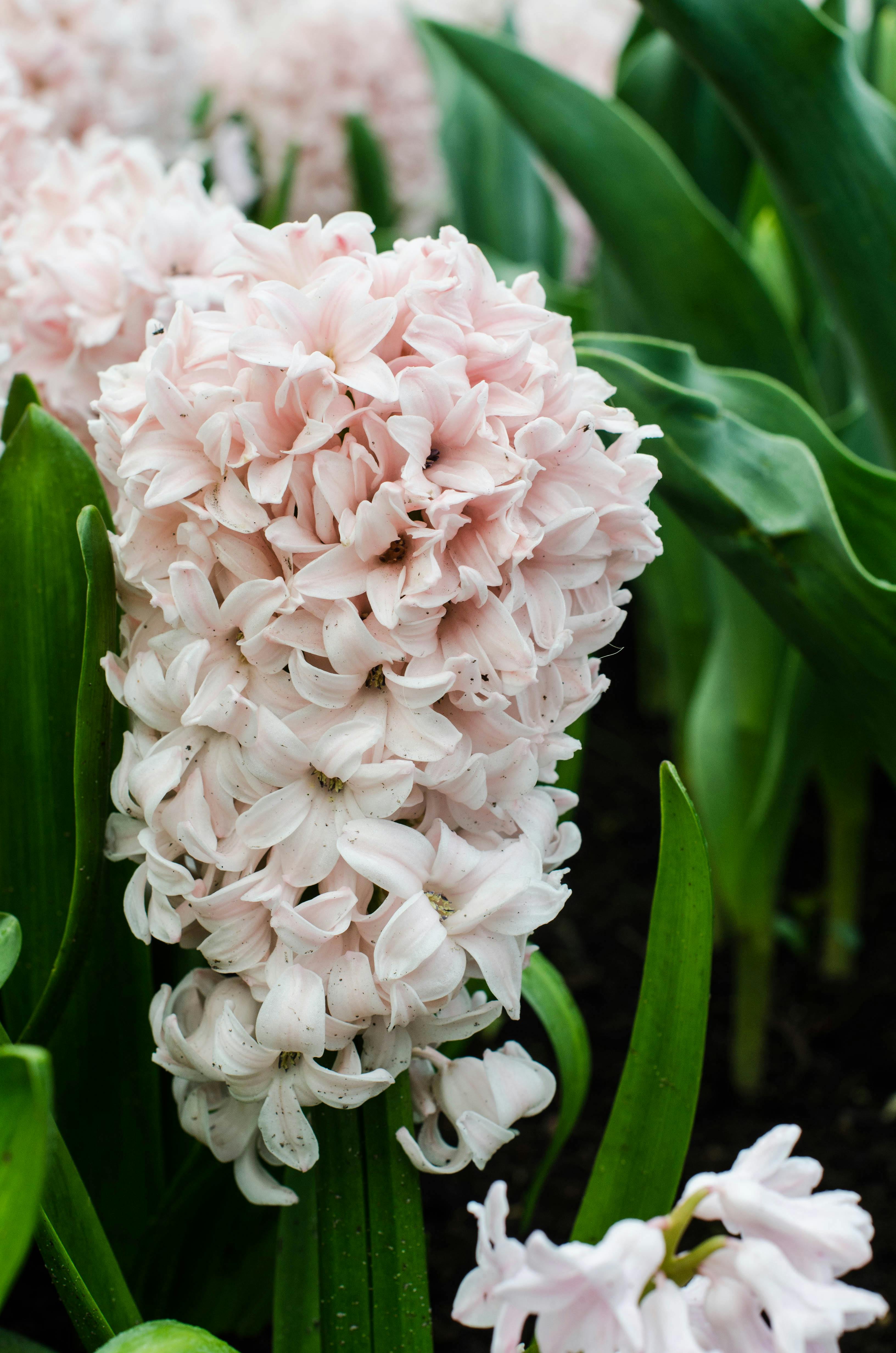 Hyacinth Flower Photos, Download The BEST Free Hyacinth Flower Stock ...