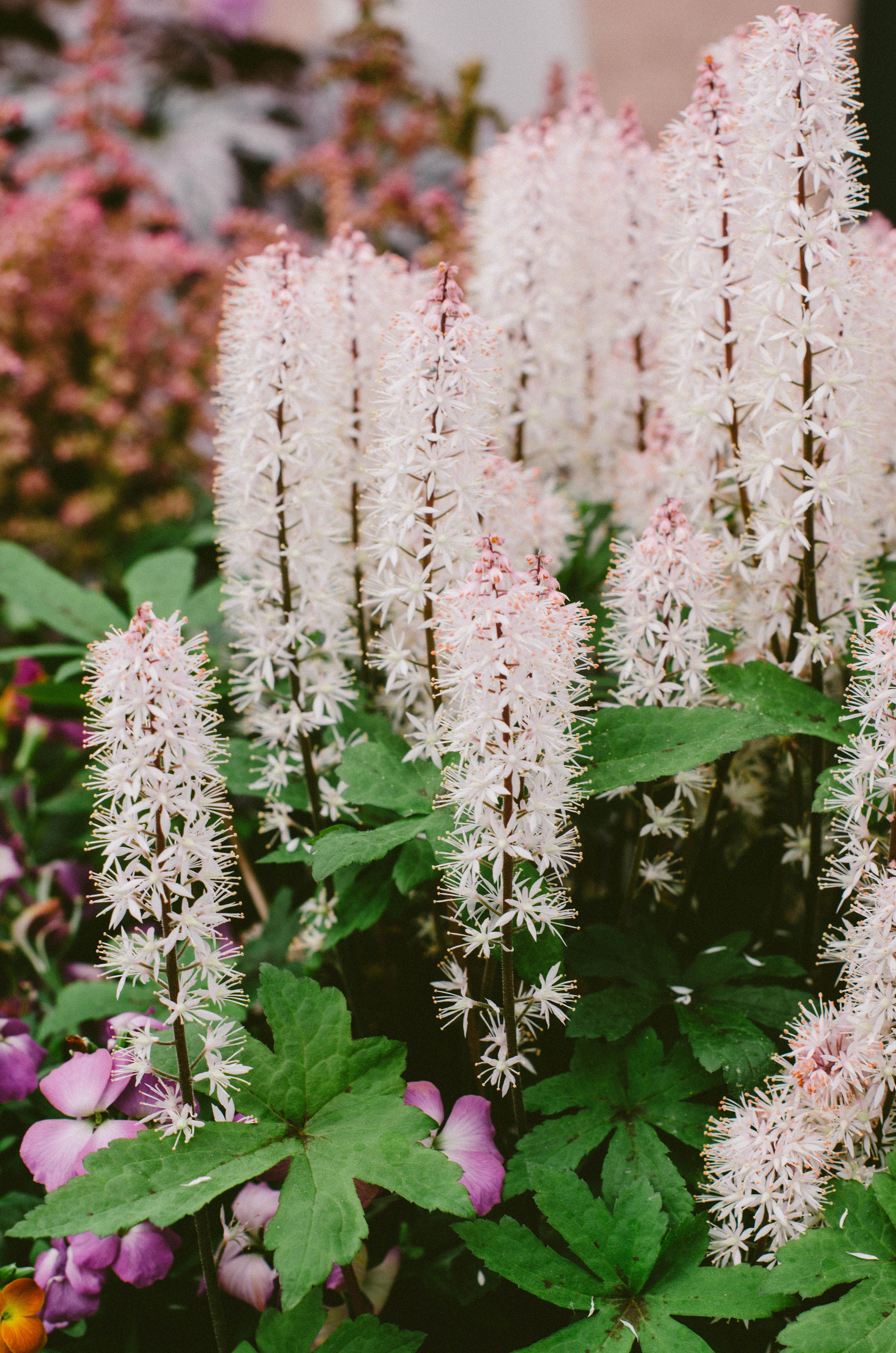 Blooming White Flowers in Garden · Free Stock Photo