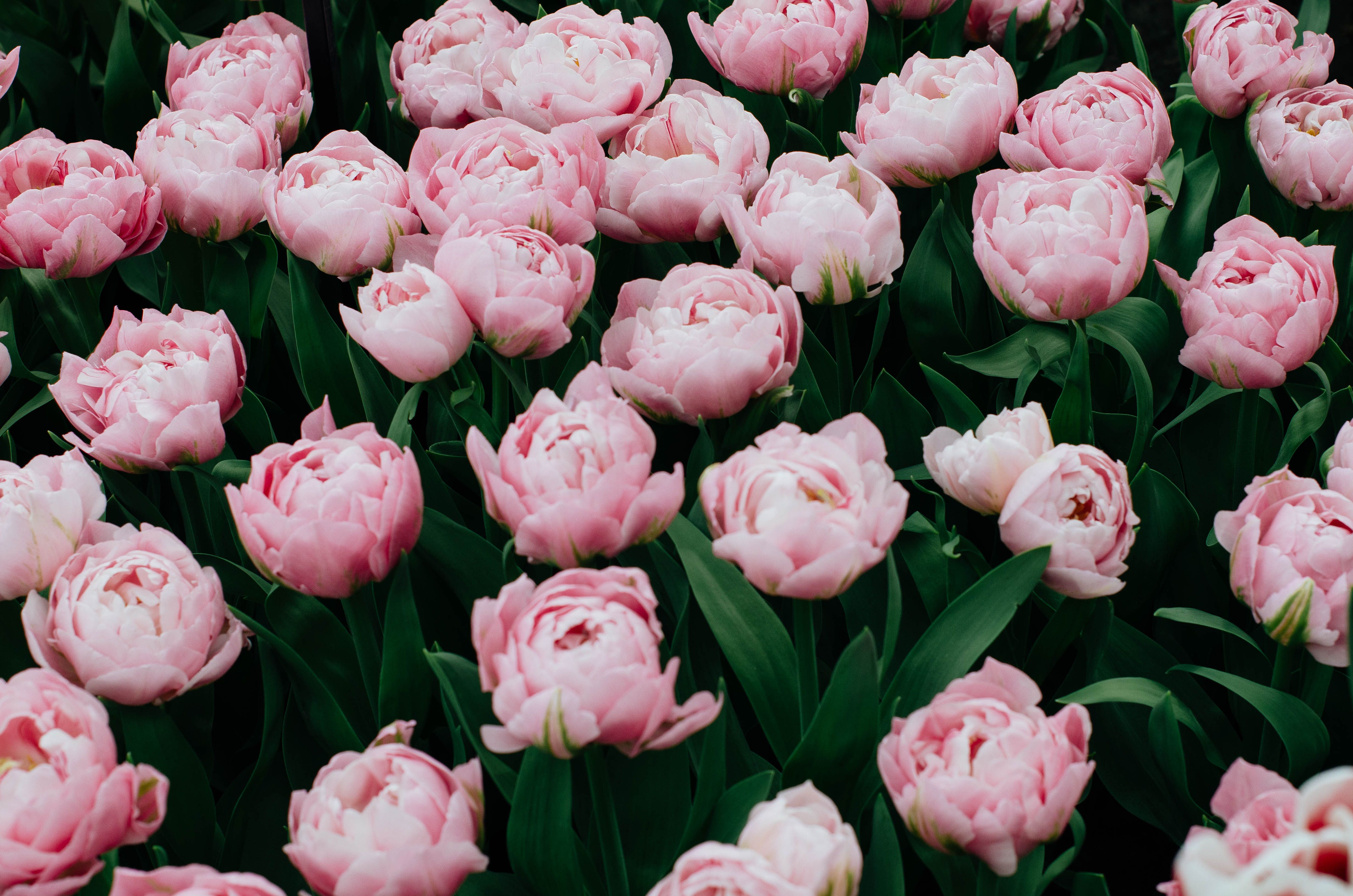 Close up of Pink Flowers · Free Stock Photo