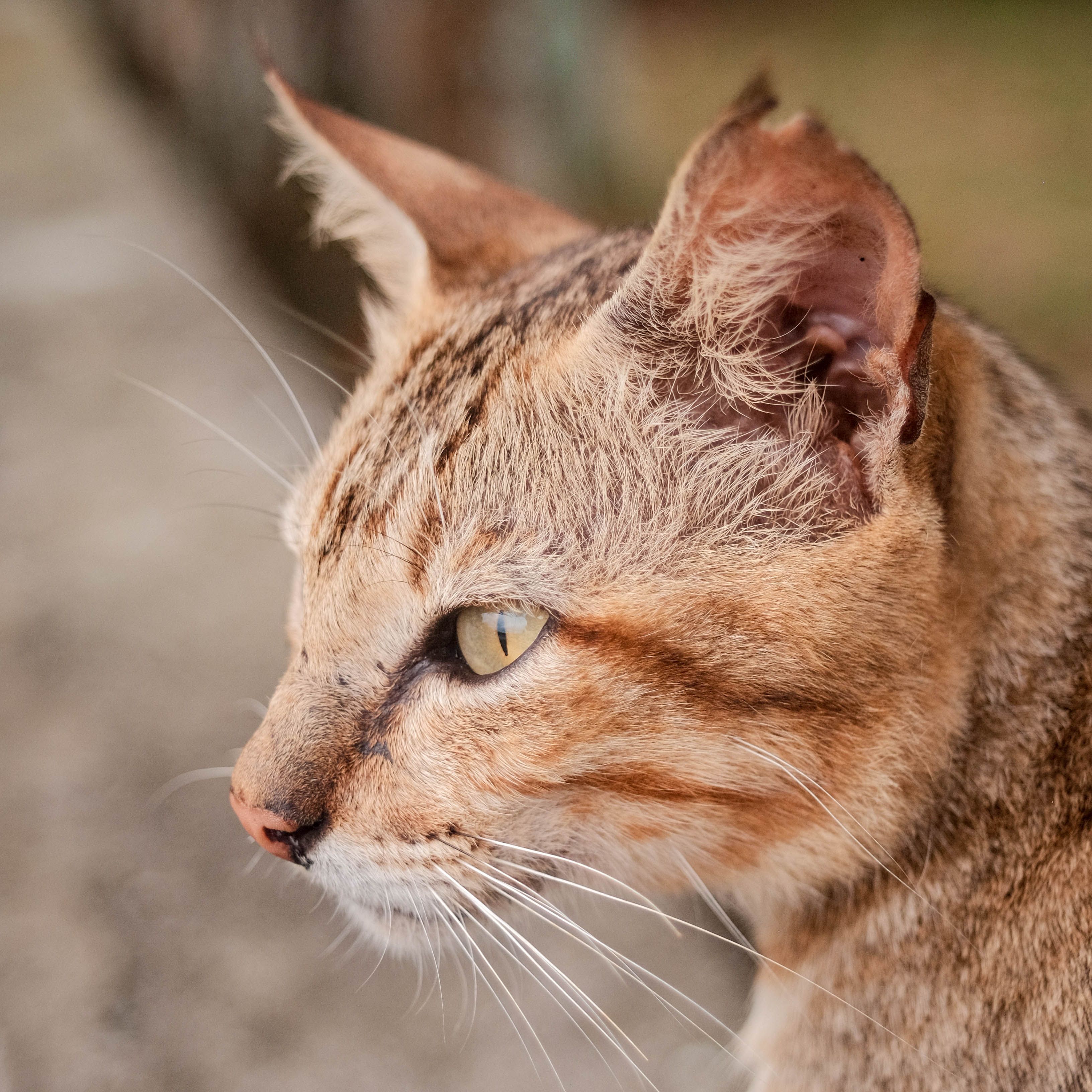 Cat on White Background · Free Stock Photo