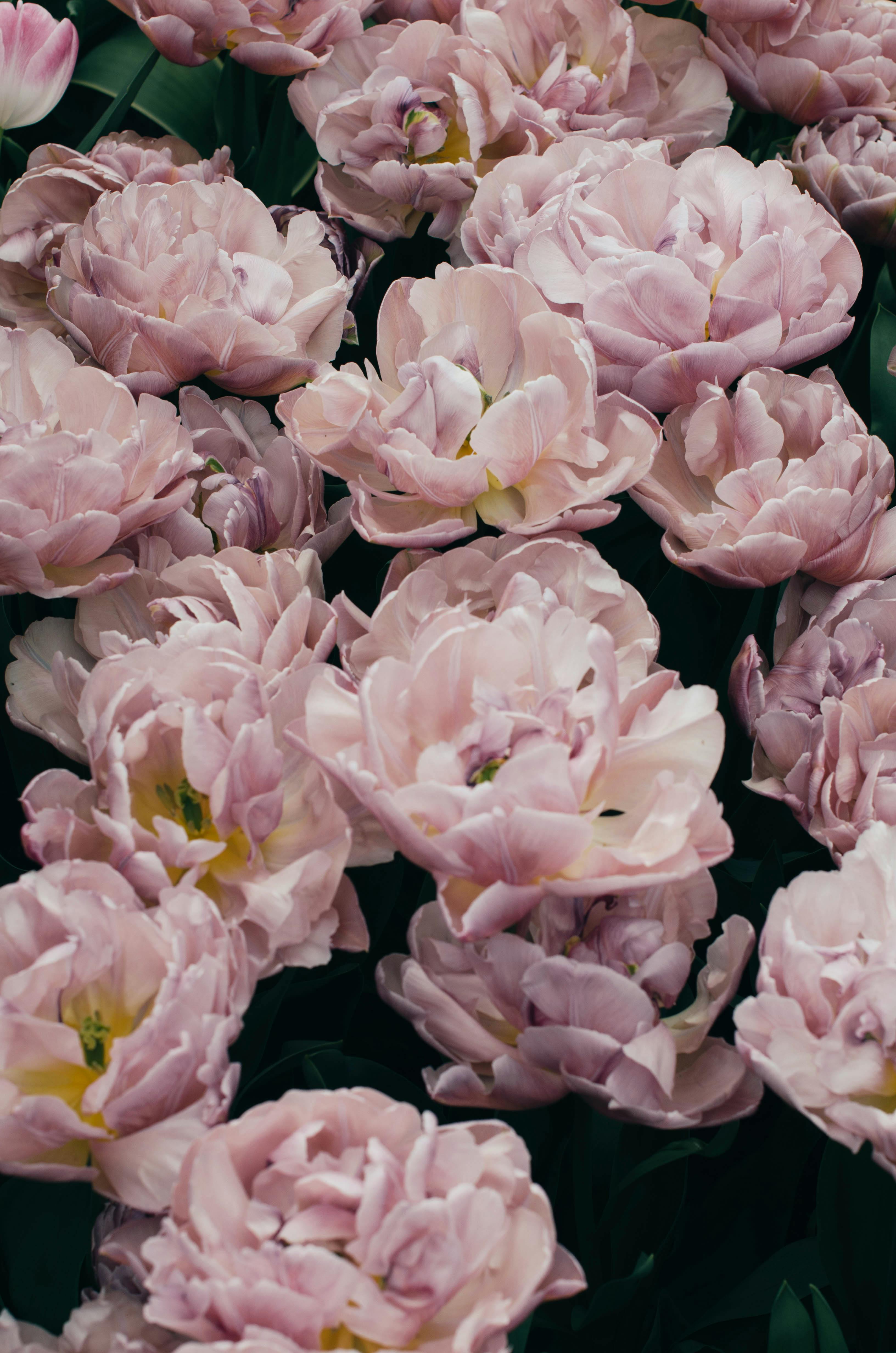 Close up of Nuts · Free Stock Photo