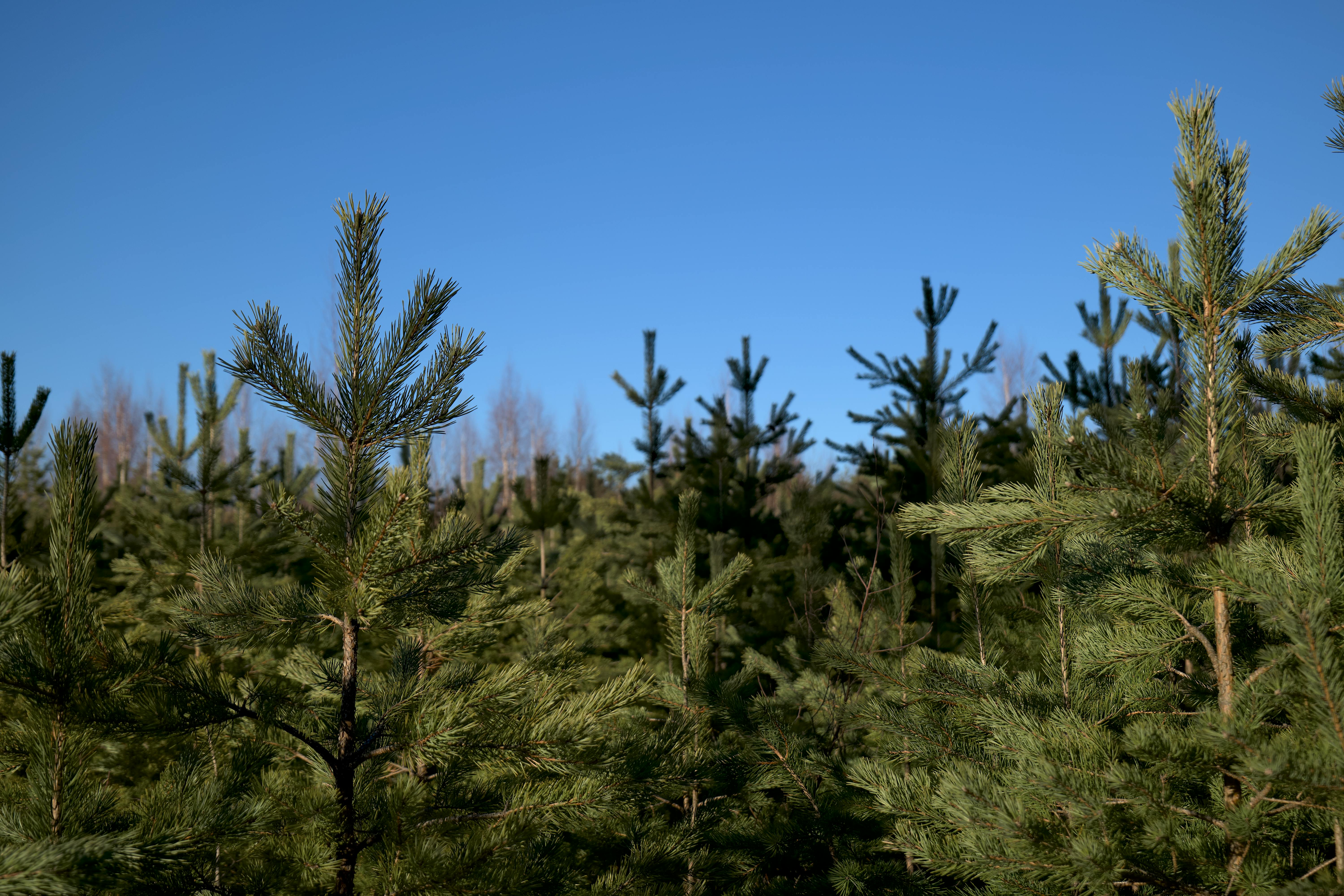 Green, Evergreen Trees · Free Stock Photo