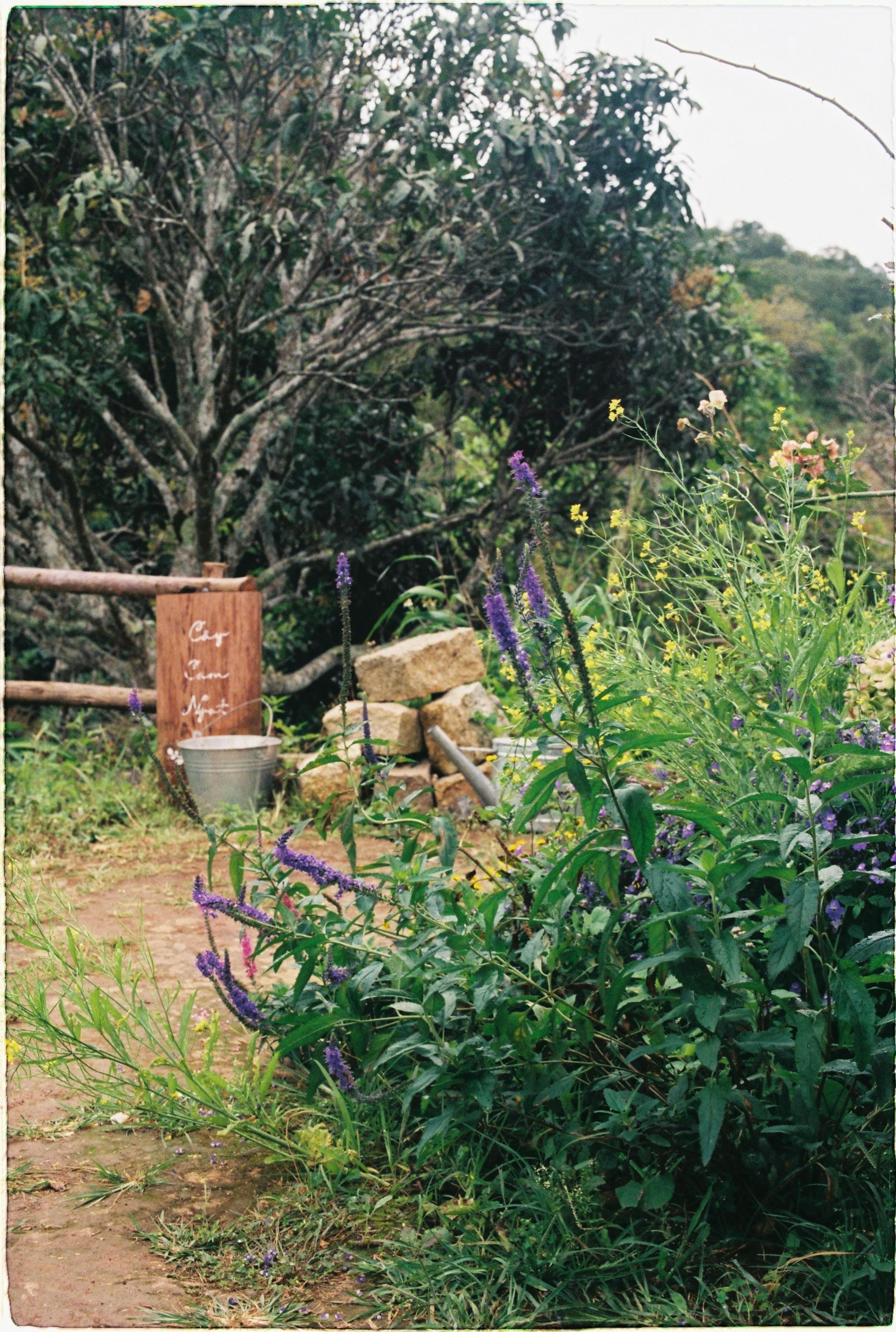Flowers on Bush with Tree behind · Free Stock Photo