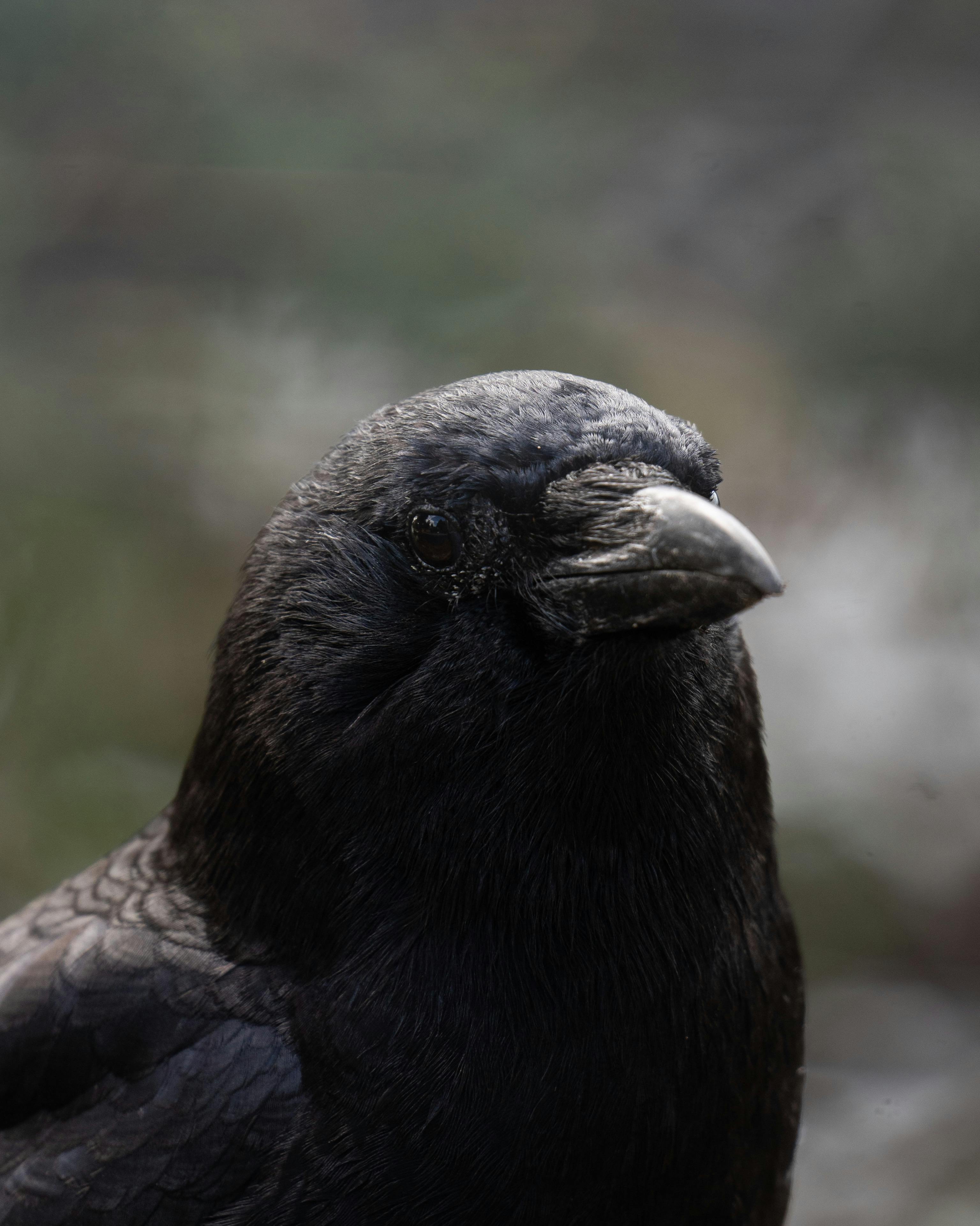 Phoenix Bird Photos, Download The BEST Free Phoenix Bird Stock Photos ...