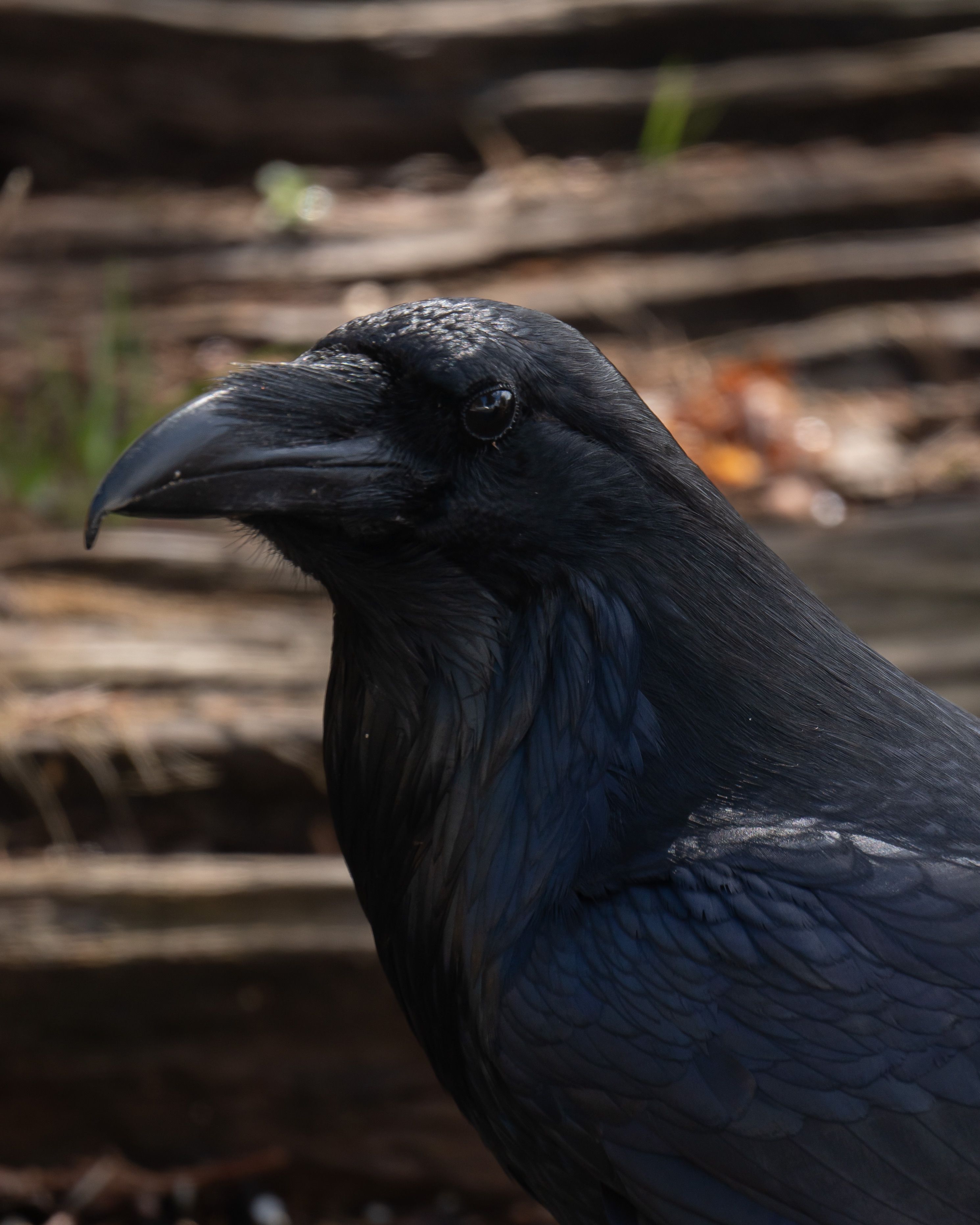 Photo gratuite de animal, aviaire, bec, bec pointu, cadre forestier ...
