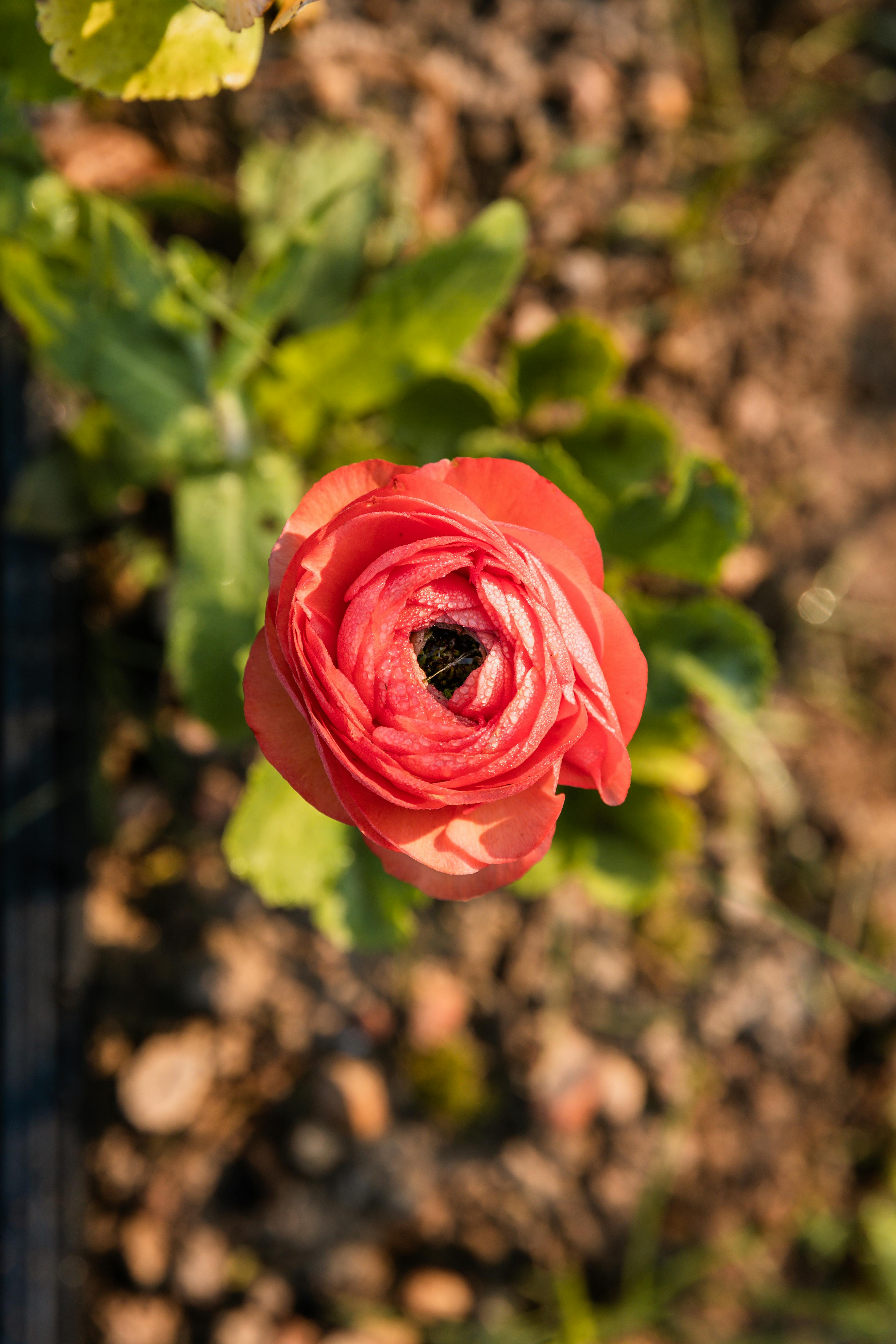 Red Semicircle Photos, Download The BEST Free Red Semicircle Stock ...