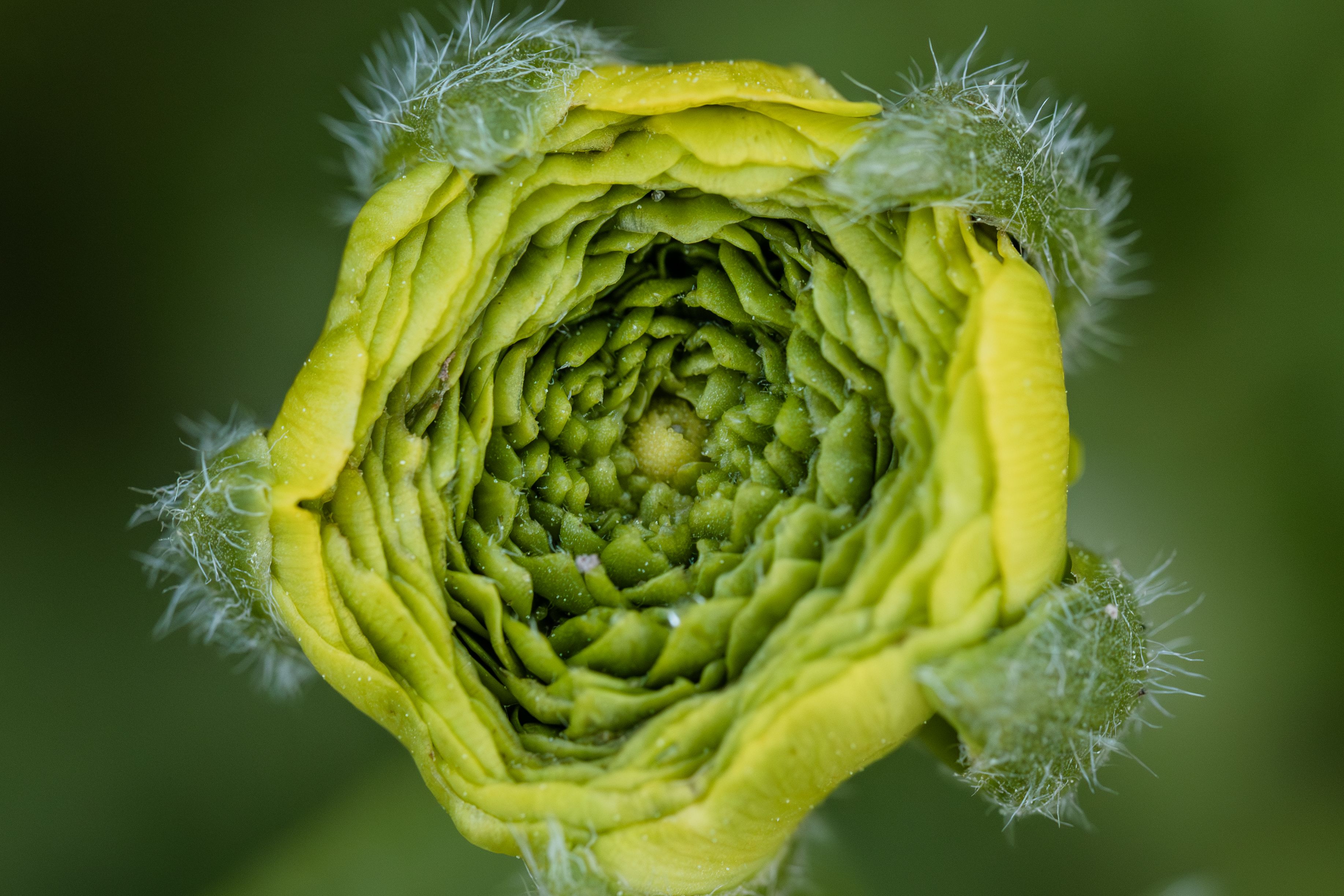 Close up of Green, Exotic Flower · Free Stock Photo