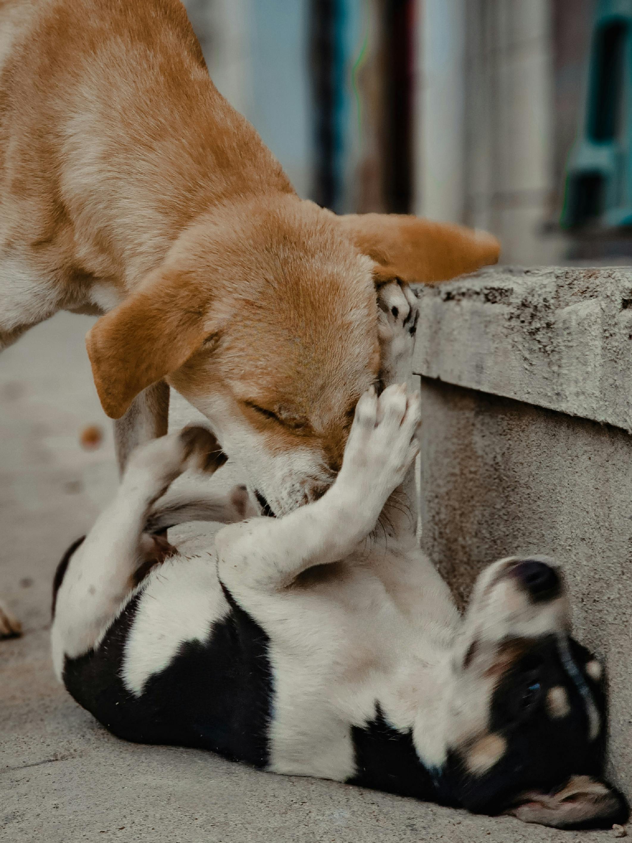 Dogs Playing on Pavement · Free Stock Photo
