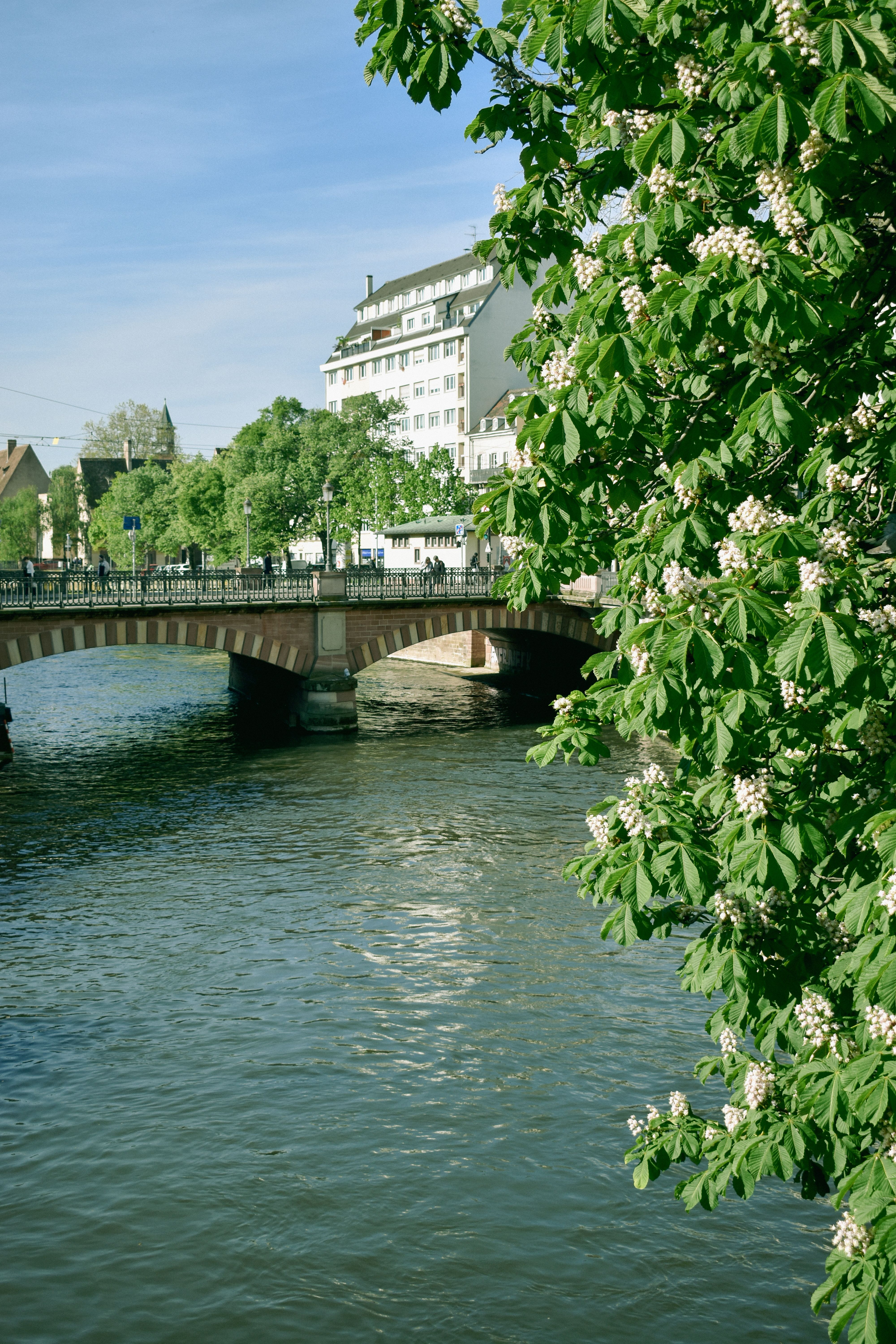Blossoms on Tree over River in Bridge · Free Stock Photo