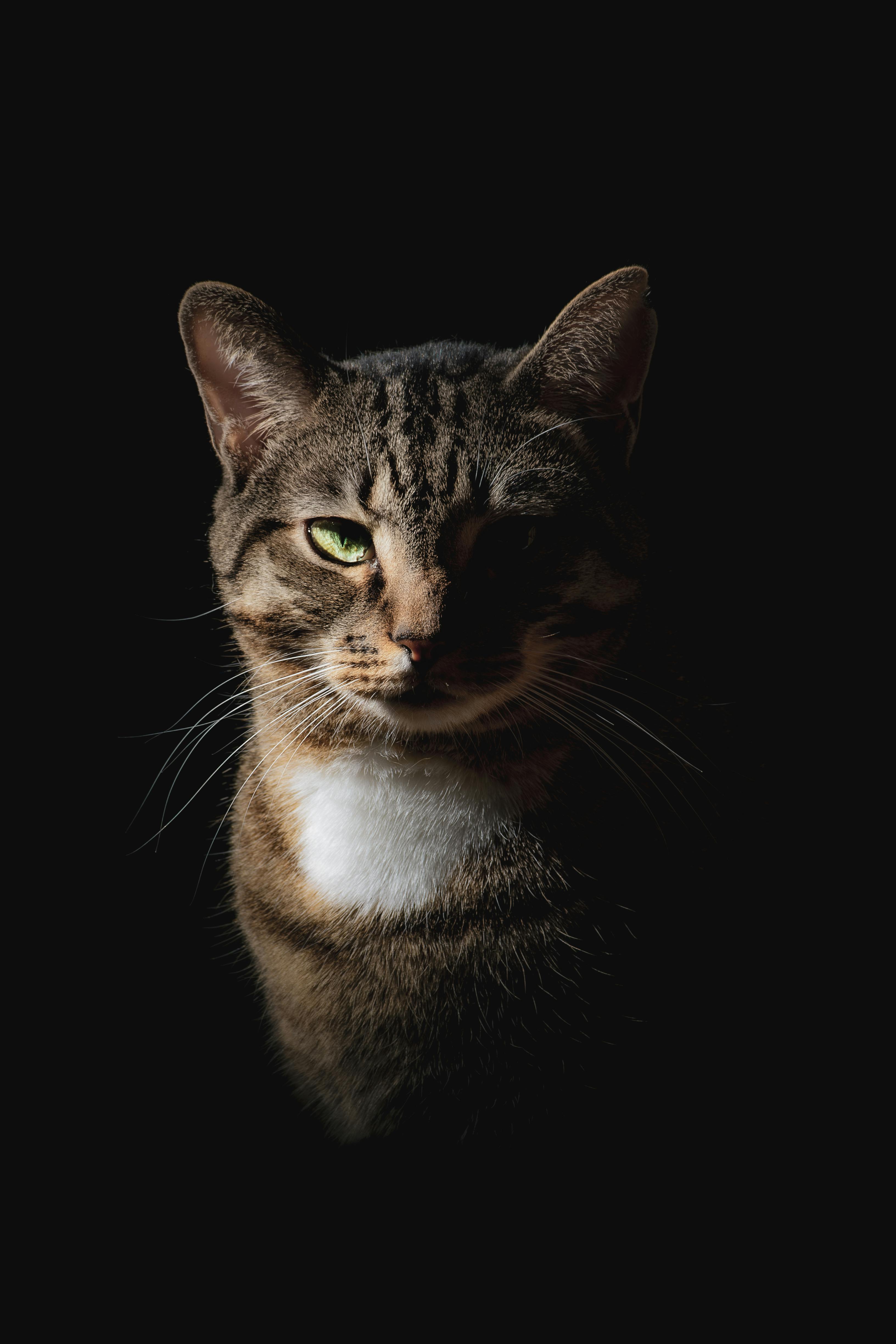 Cat Blow Photos, Download The BEST Free Cat Blow Stock Photos & HD Images