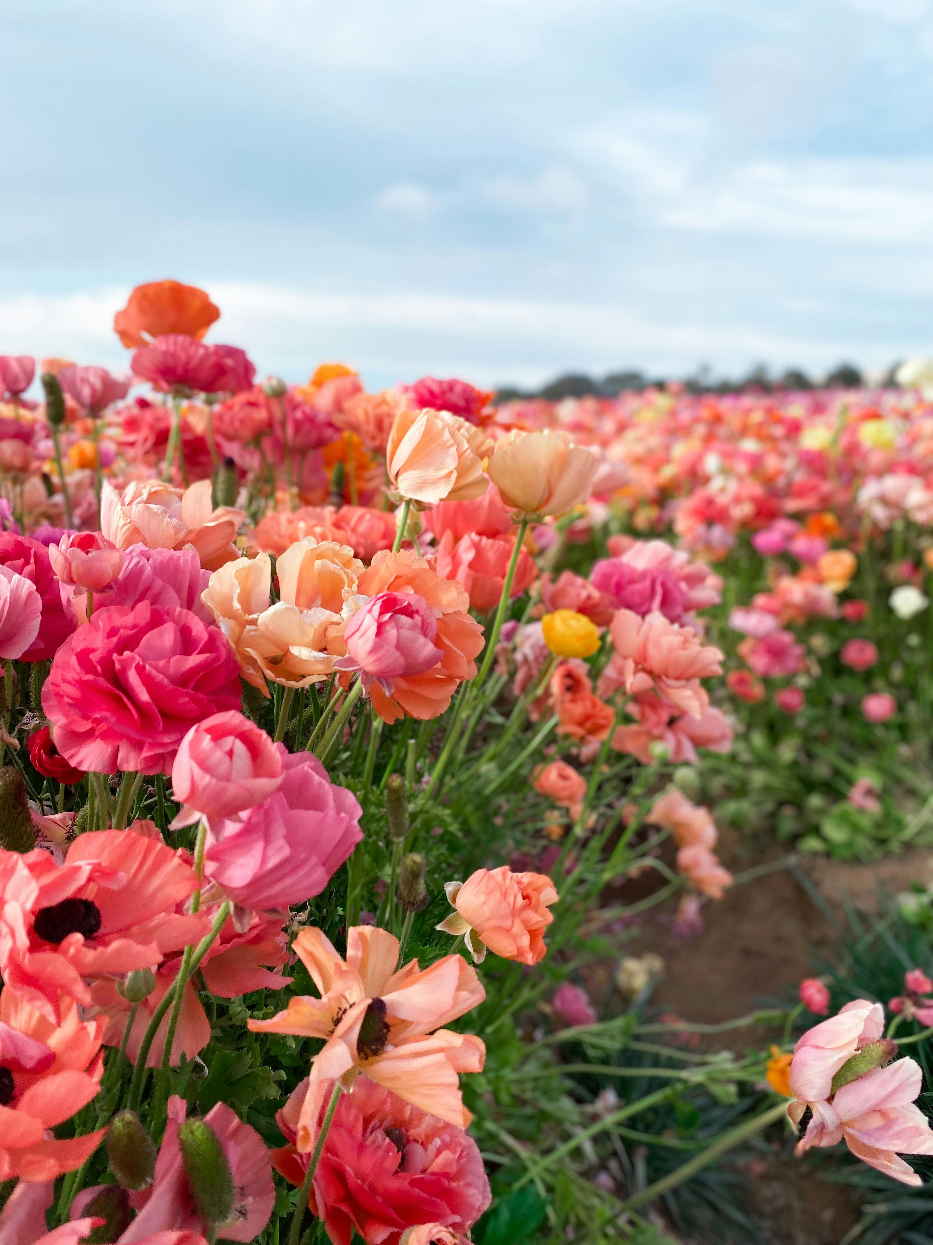 Foto stok gratis tentang adegan di luar ruangan, alam, alami, amerika ...