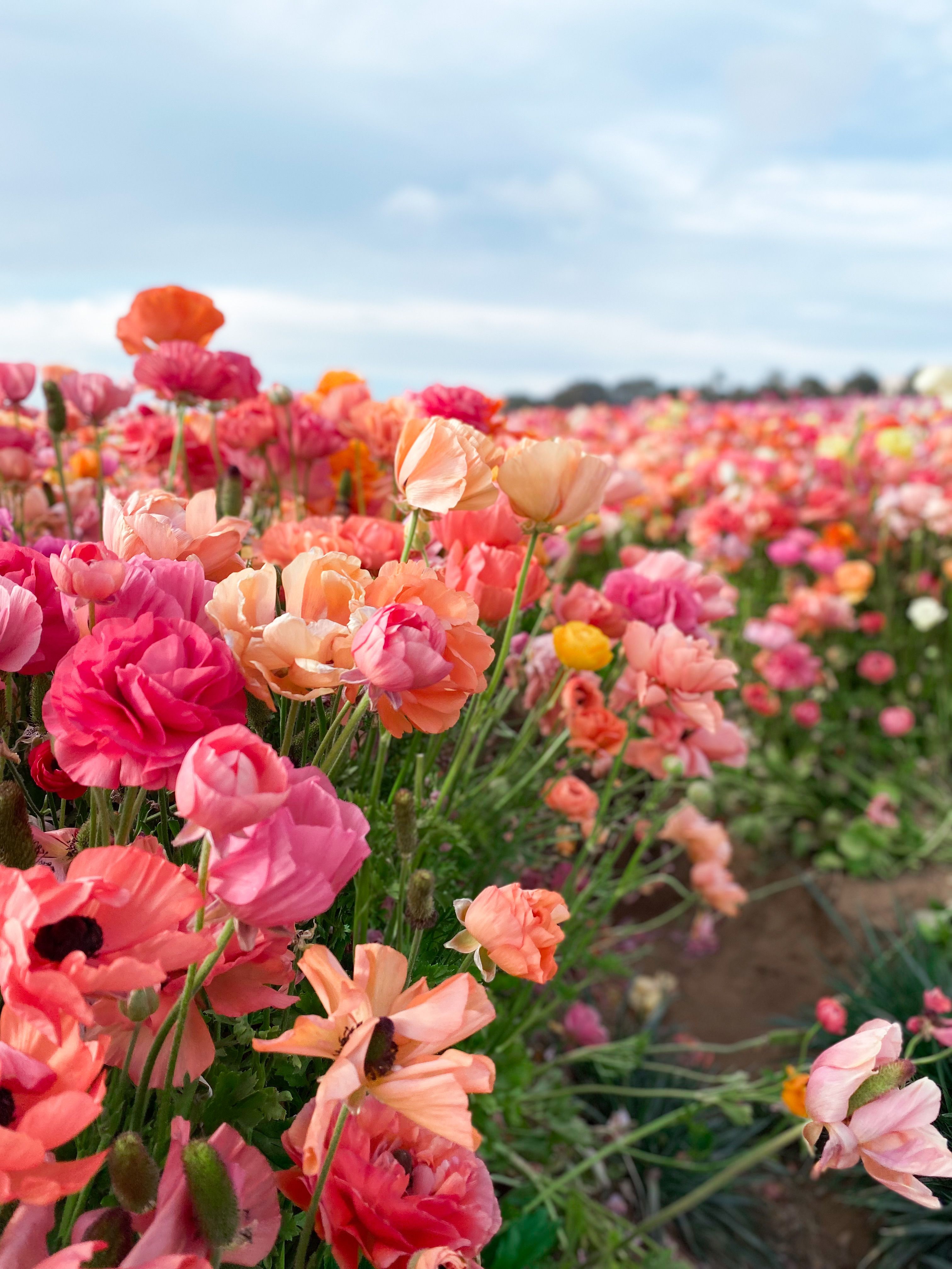 Field of Pink Flowers · Free Stock Photo