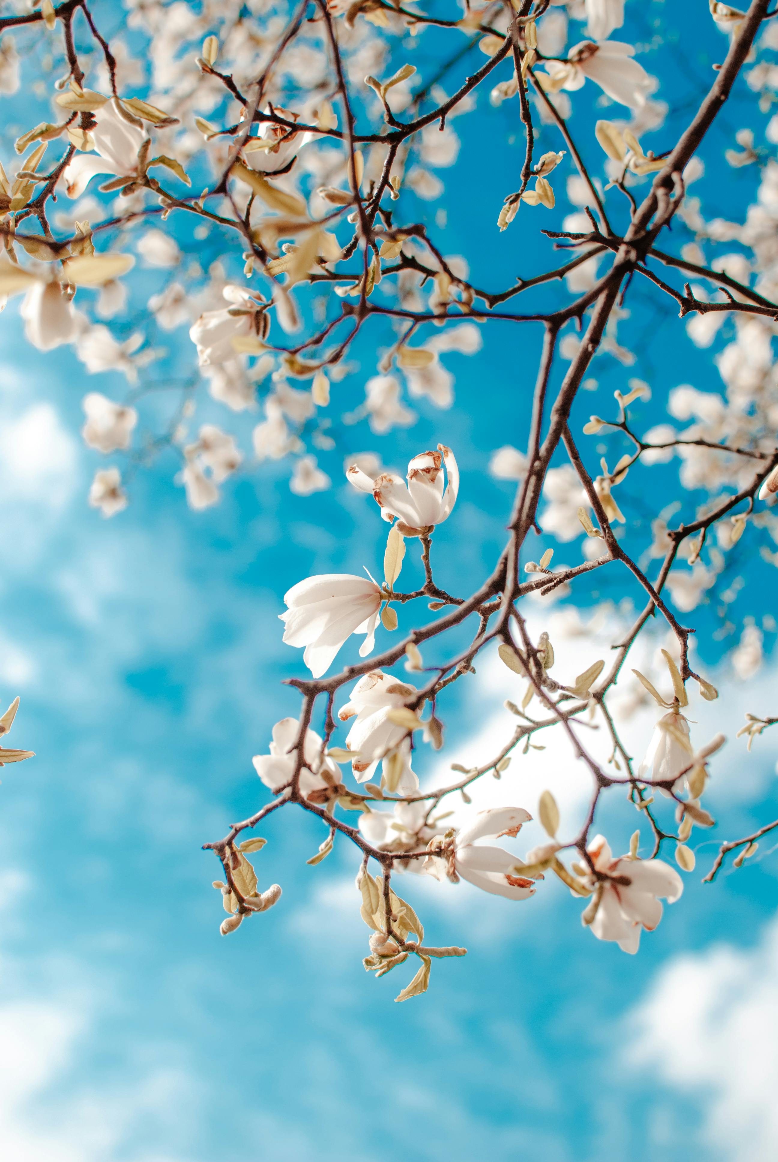 Spring Portugal Photos, Download The BEST Free Spring Portugal Stock ...