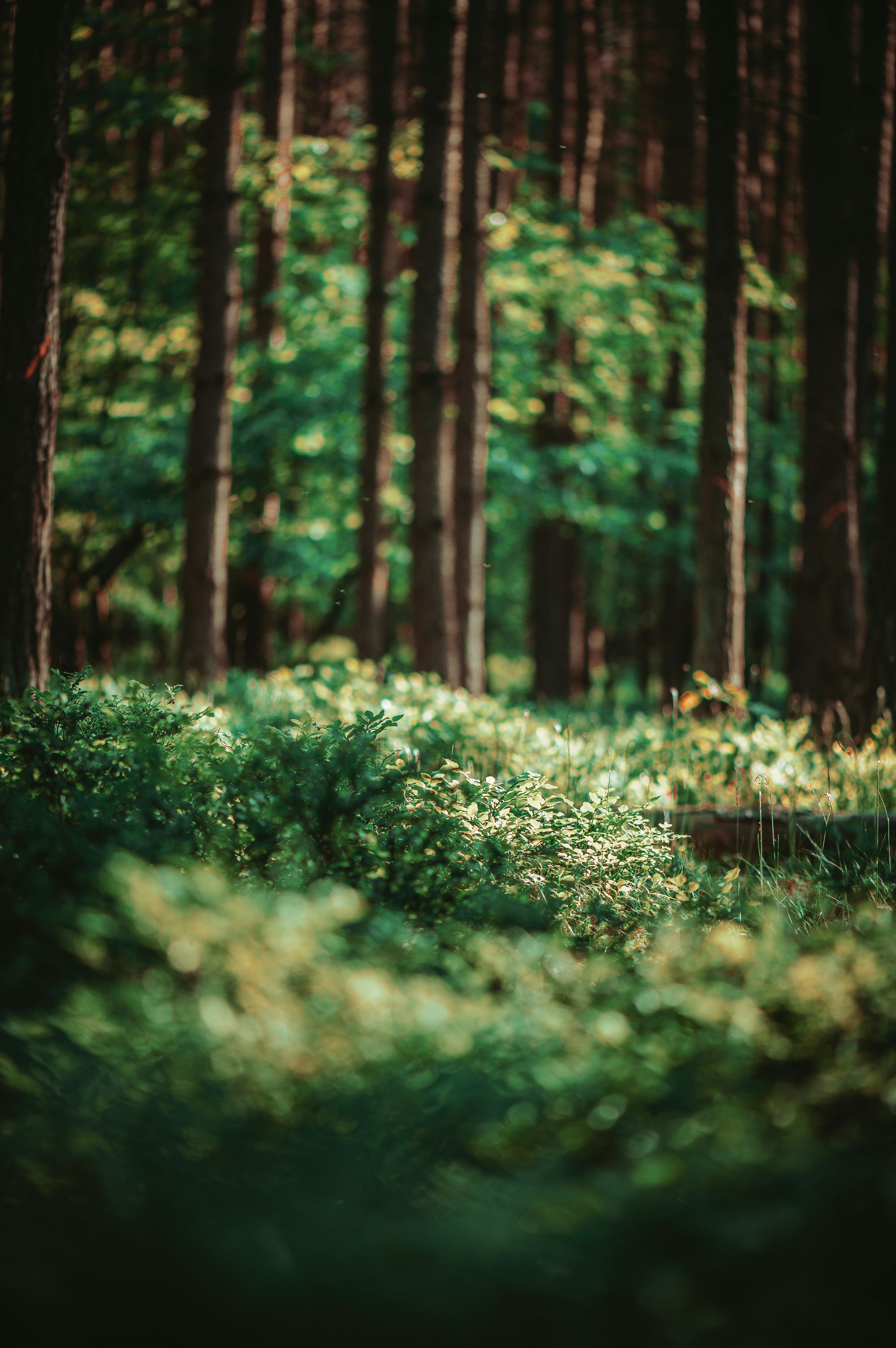 Green Bushes in Forest · Free Stock Photo