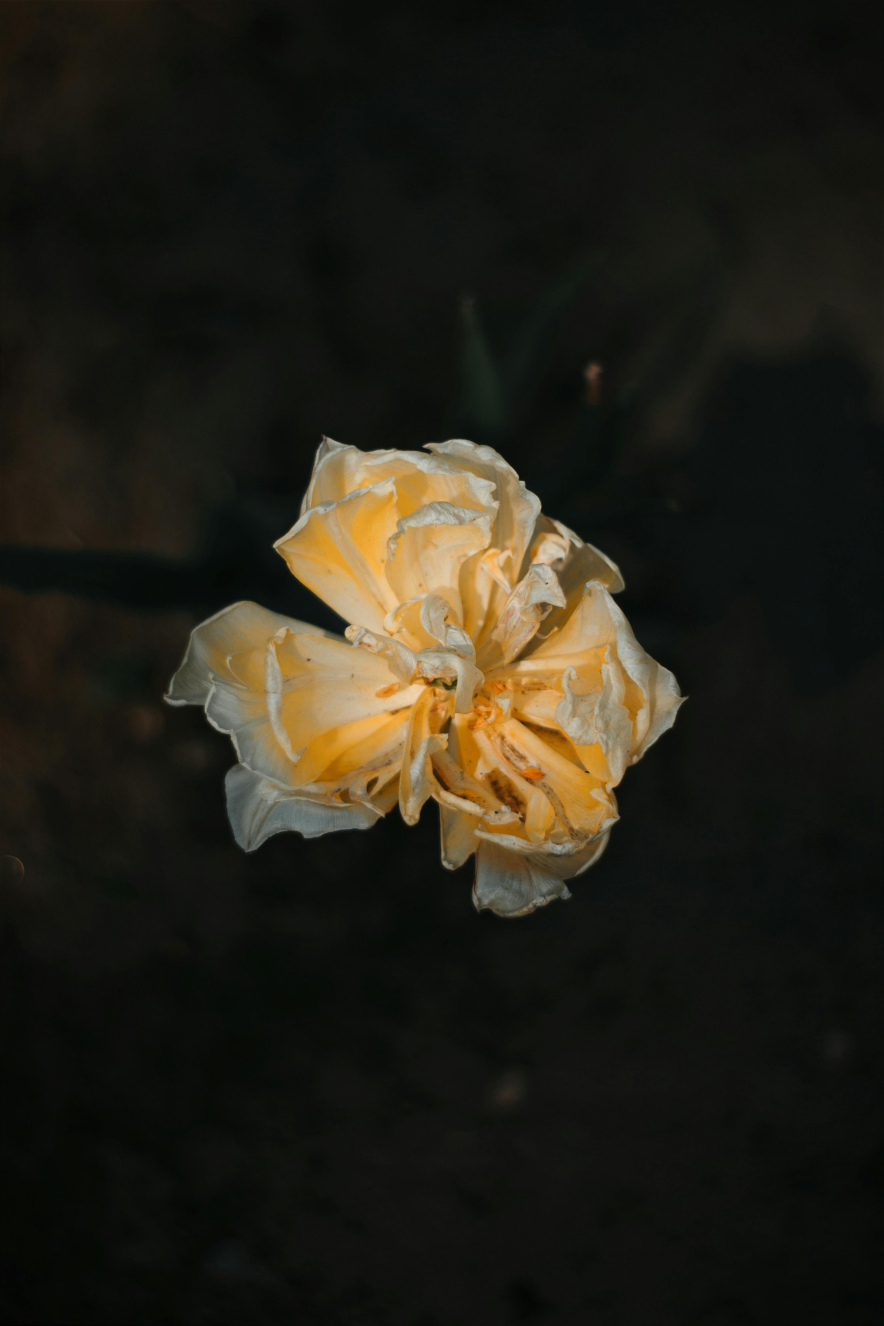 Close-up of a Withering Flower · Free Stock Photo