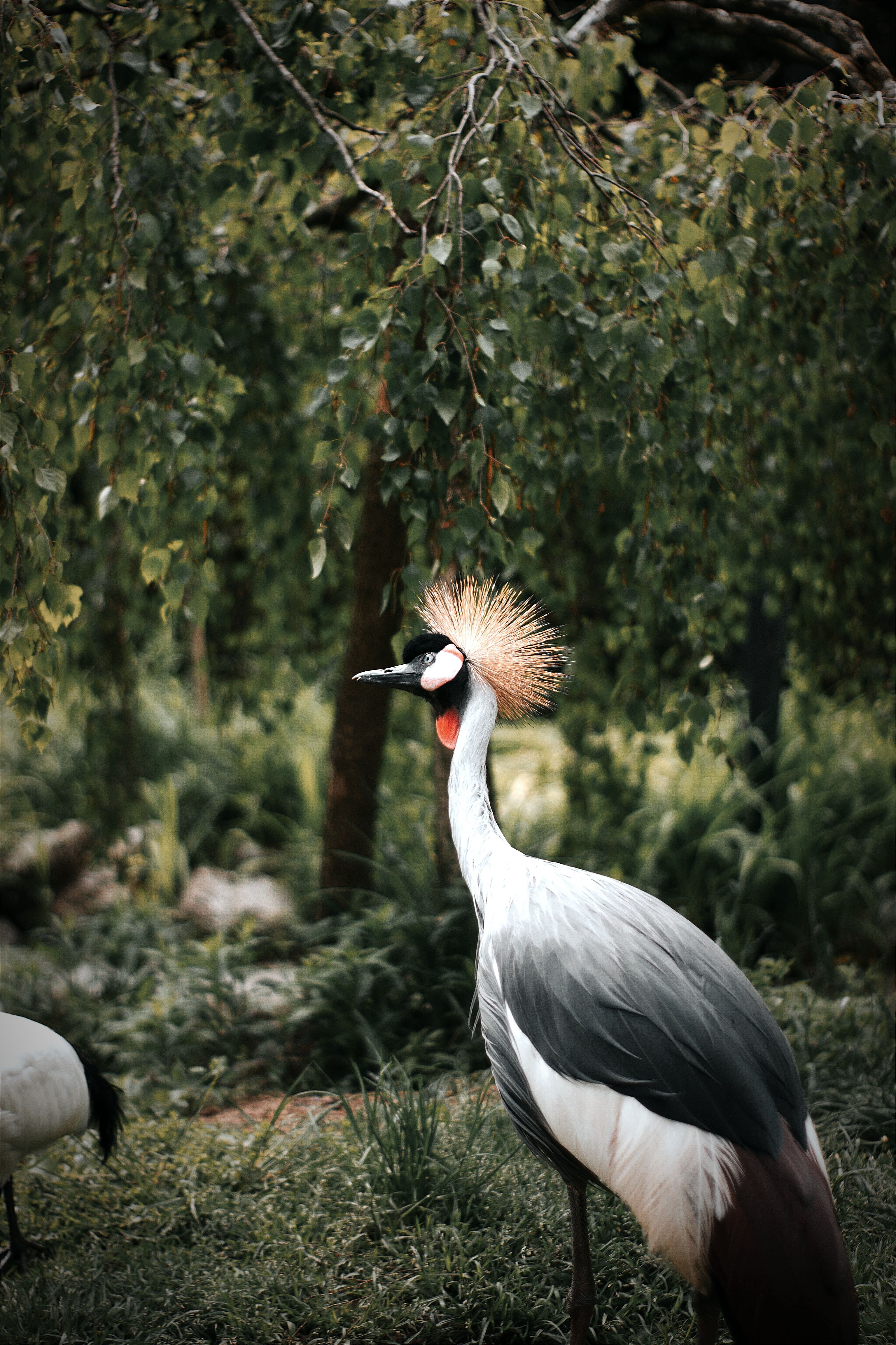 A Grey Crowned Crane on the Grass · Free Stock Photo