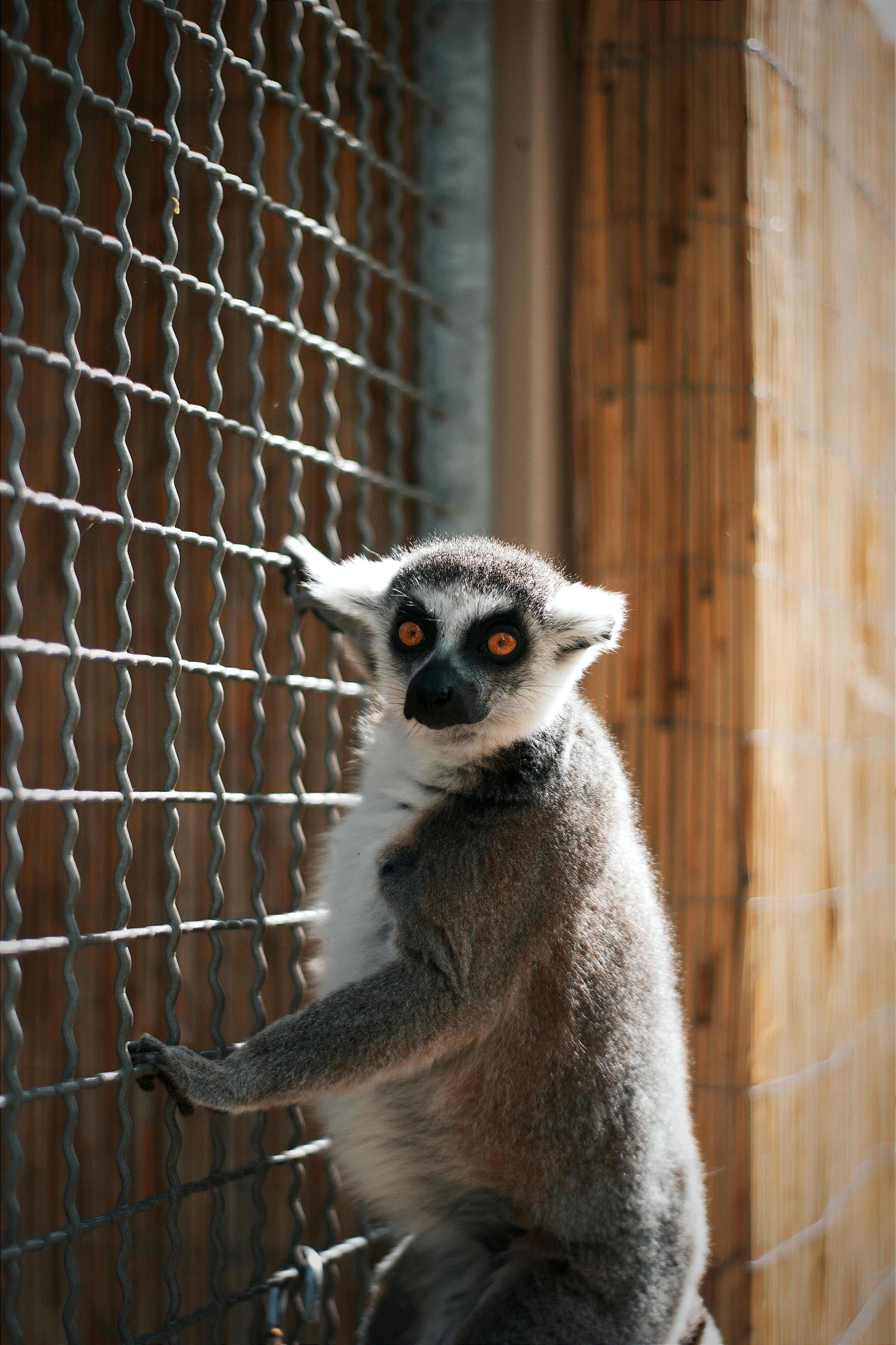 Funny lemurs resting on wooden surface in zoo · Free Stock Photo
