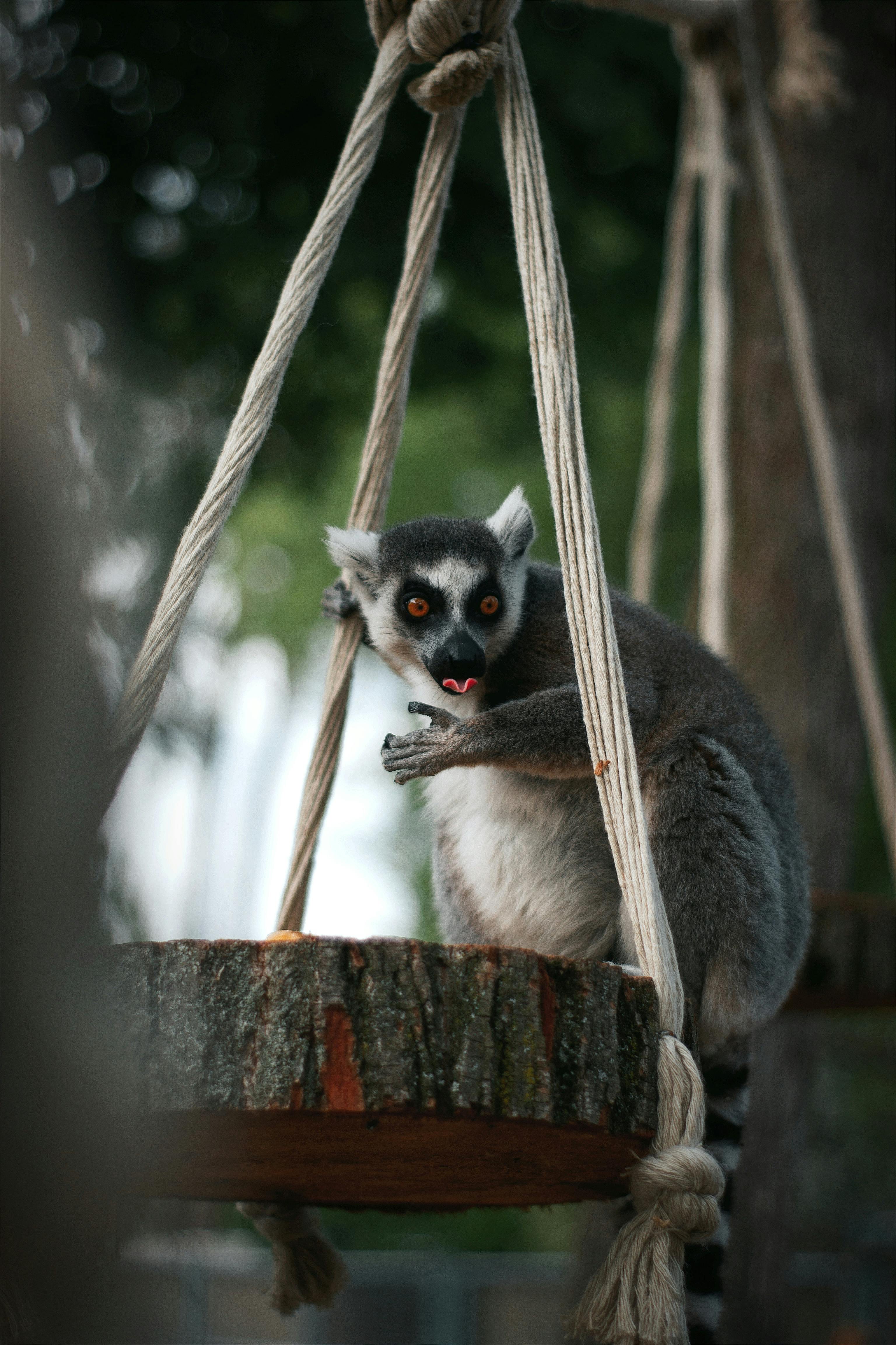 A Ring-tailed Lemur in the Zoo · Free Stock Photo