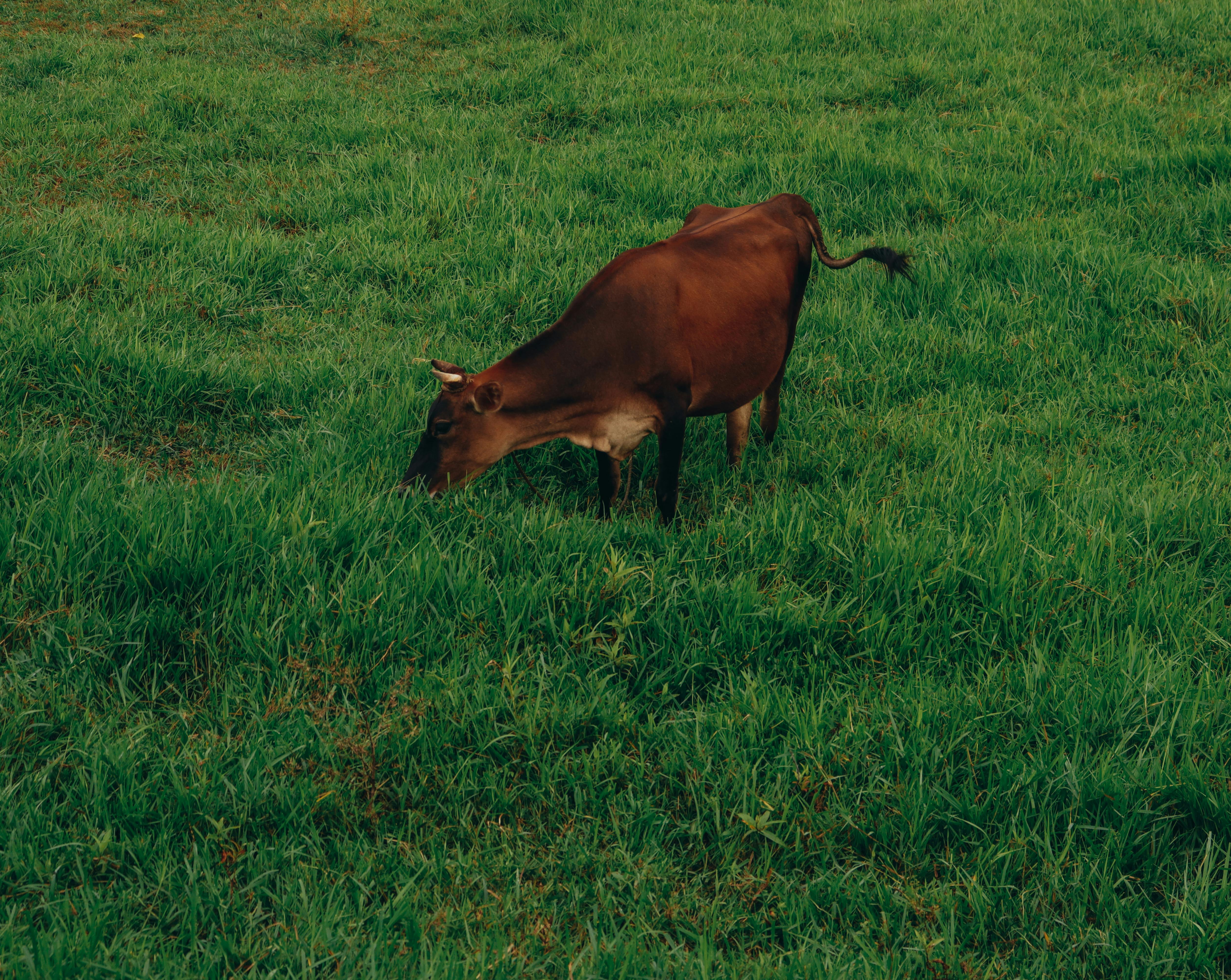 Crying Cow Photos, Download The BEST Free Crying Cow Stock Photos & HD ...