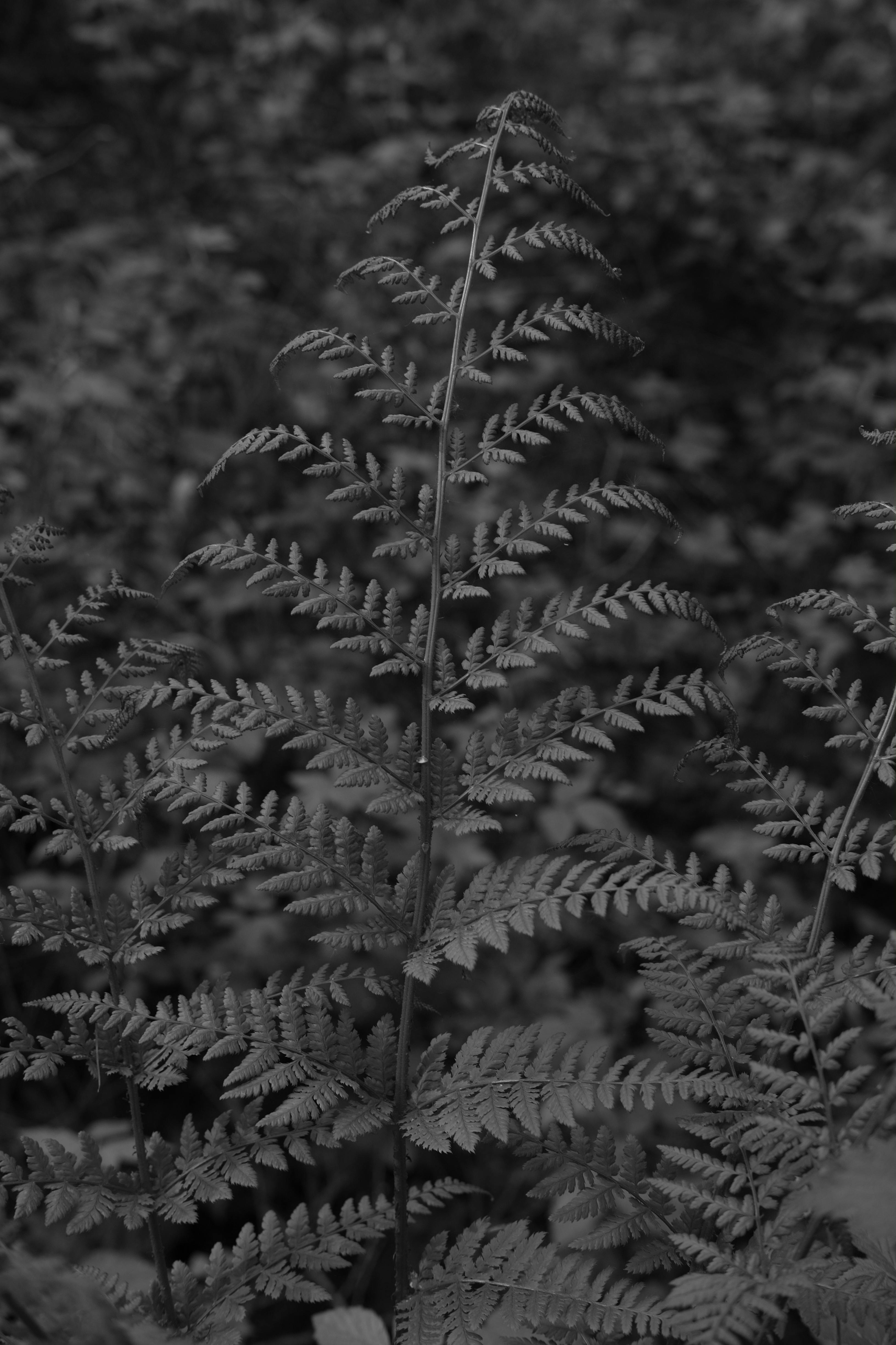 Fern Spiral Photos, Download The BEST Free Fern Spiral Stock Photos ...