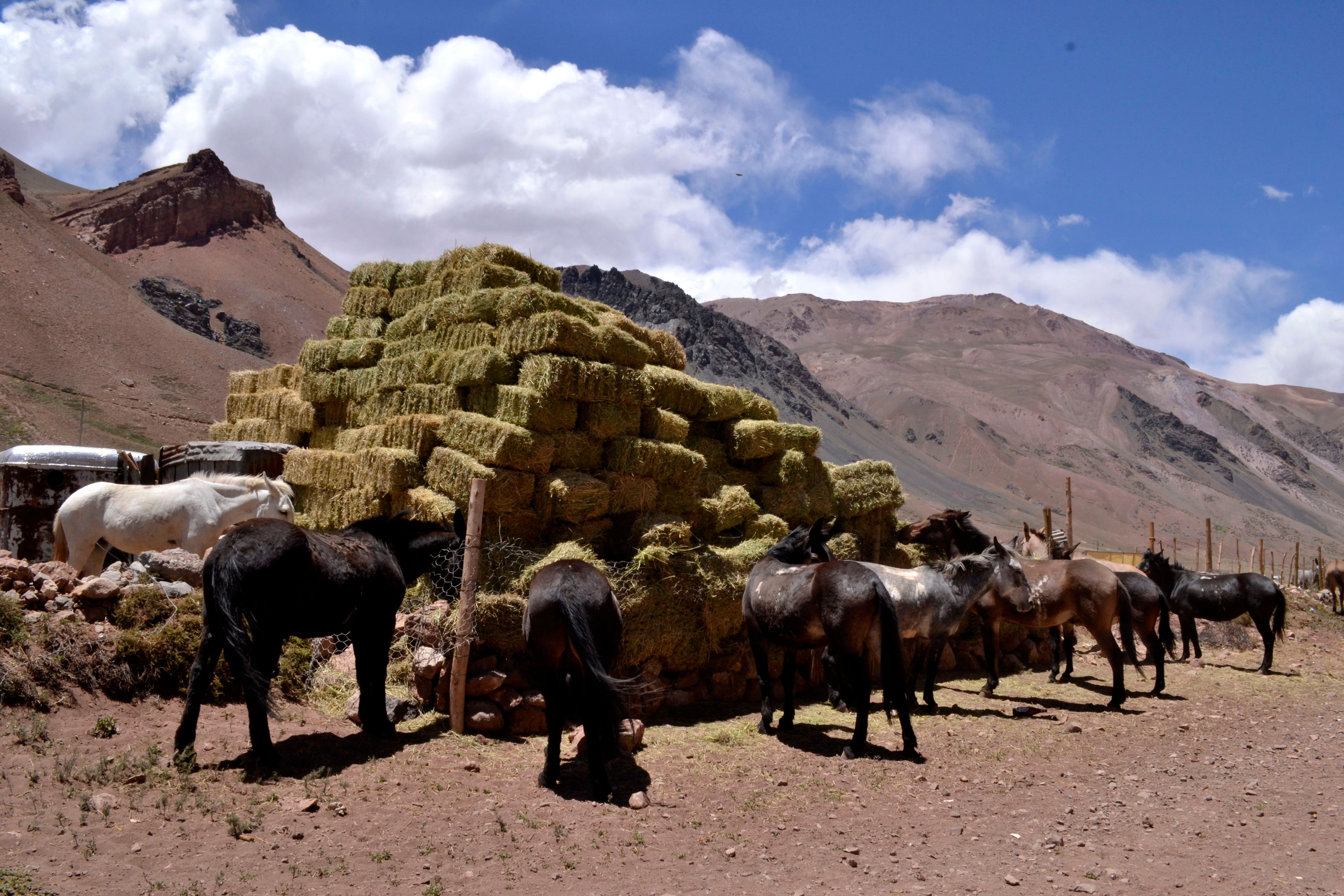 Horses Feeding on a Stack of Hay with Mountains in the Background ...