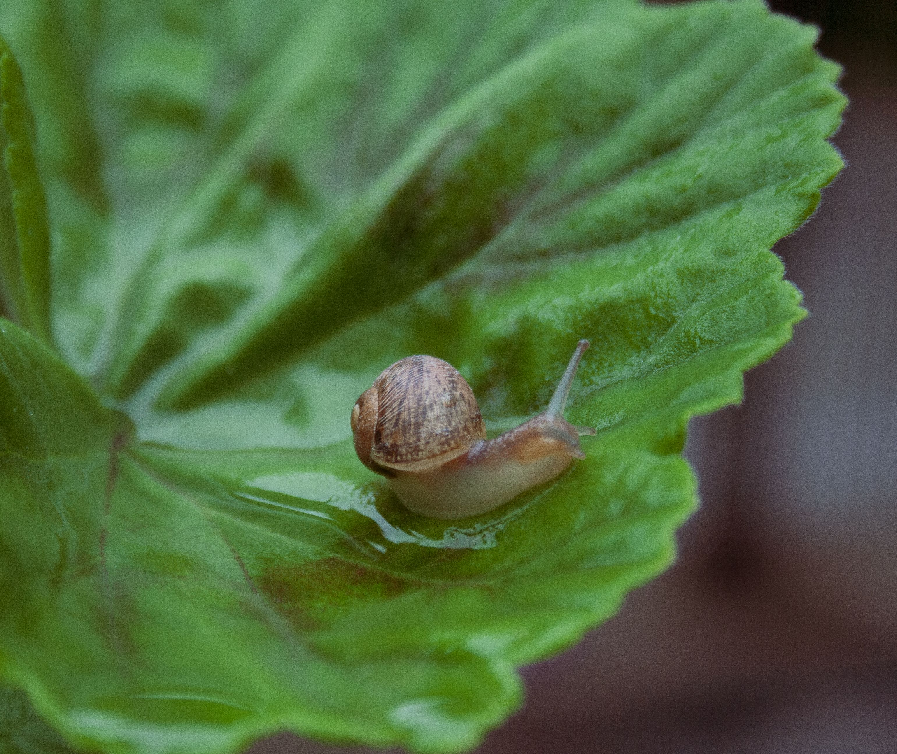 Mollusque Photos, Download The BEST Free Mollusque Stock Photos & HD Images
