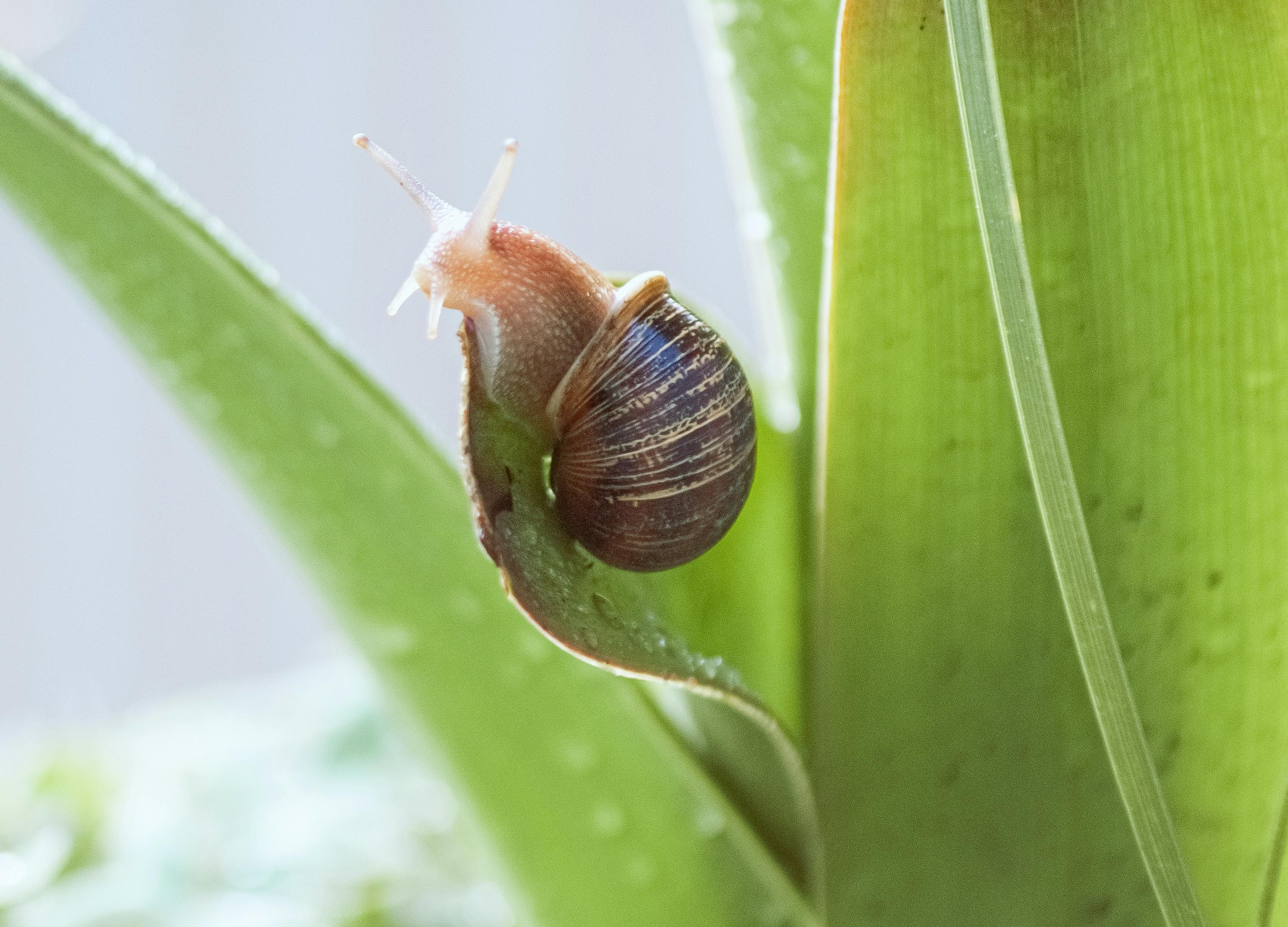 Snail on Leaves · Free Stock Photo