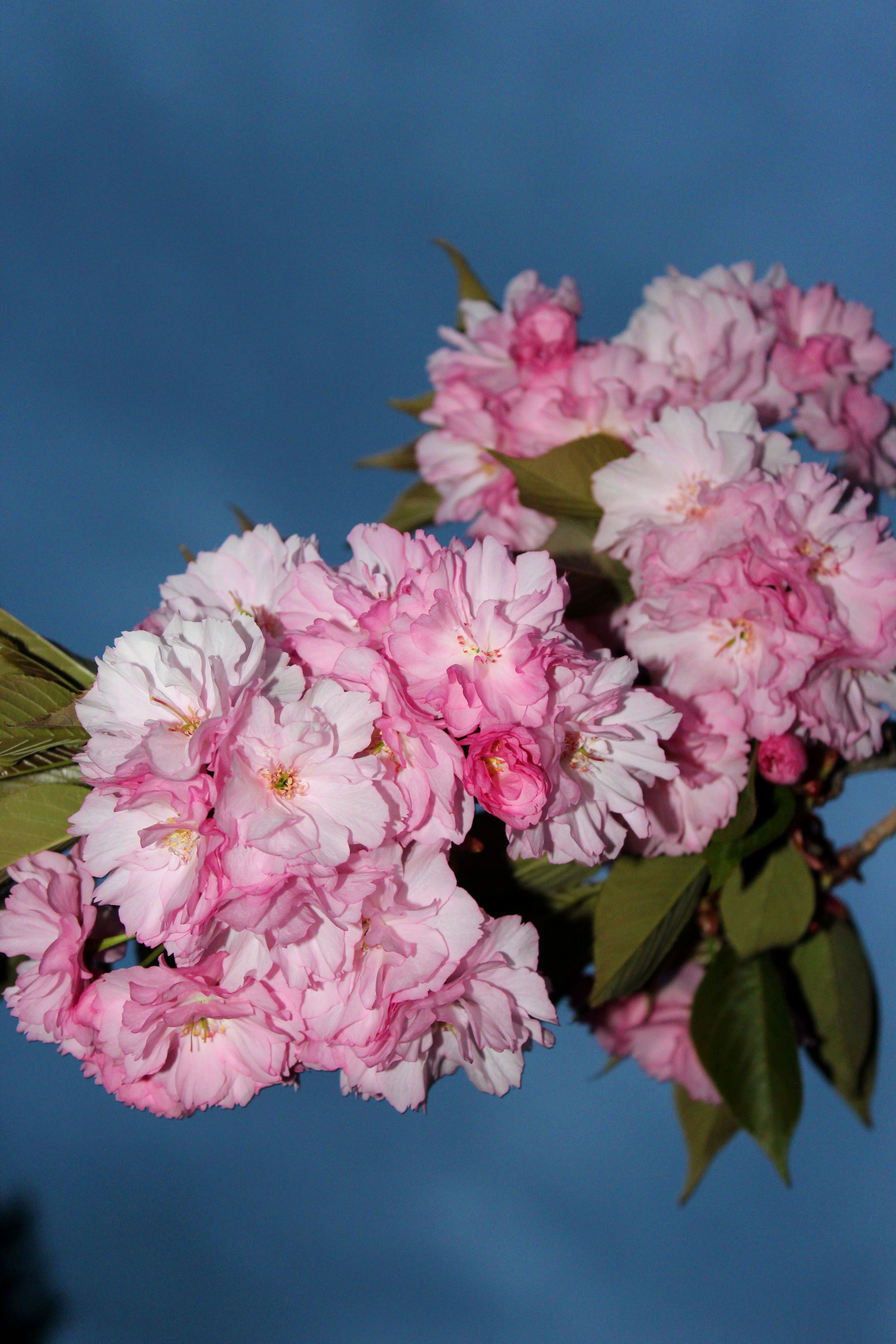 Pink Blossoms in Spring · Free Stock Photo