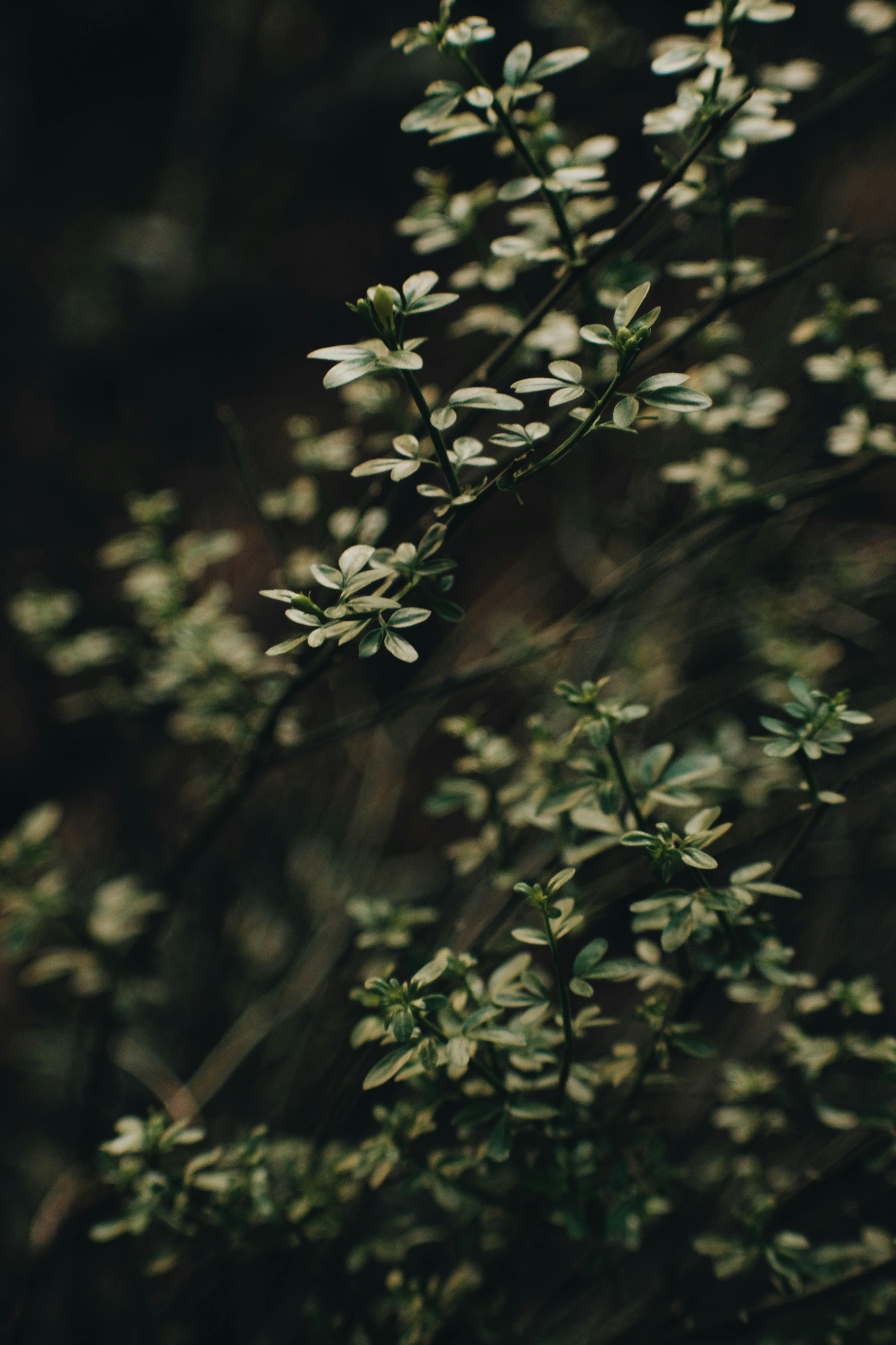 Foto Stok Gratis, Gambar Stok Tanpa Royalti & Gambar Tanpa Hak Cipta