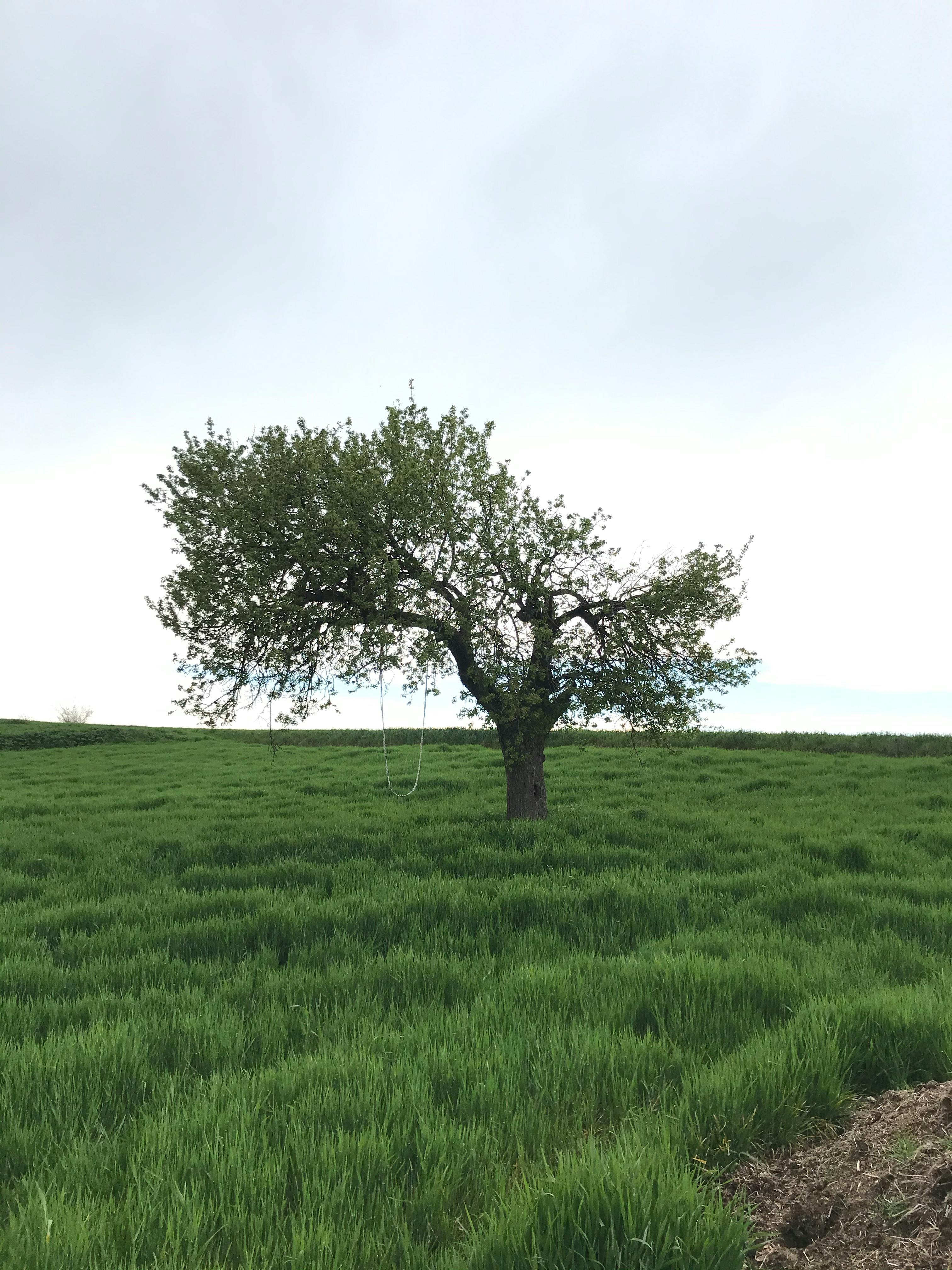 A Single Tree on a Rural Grass Field · Free Stock Photo