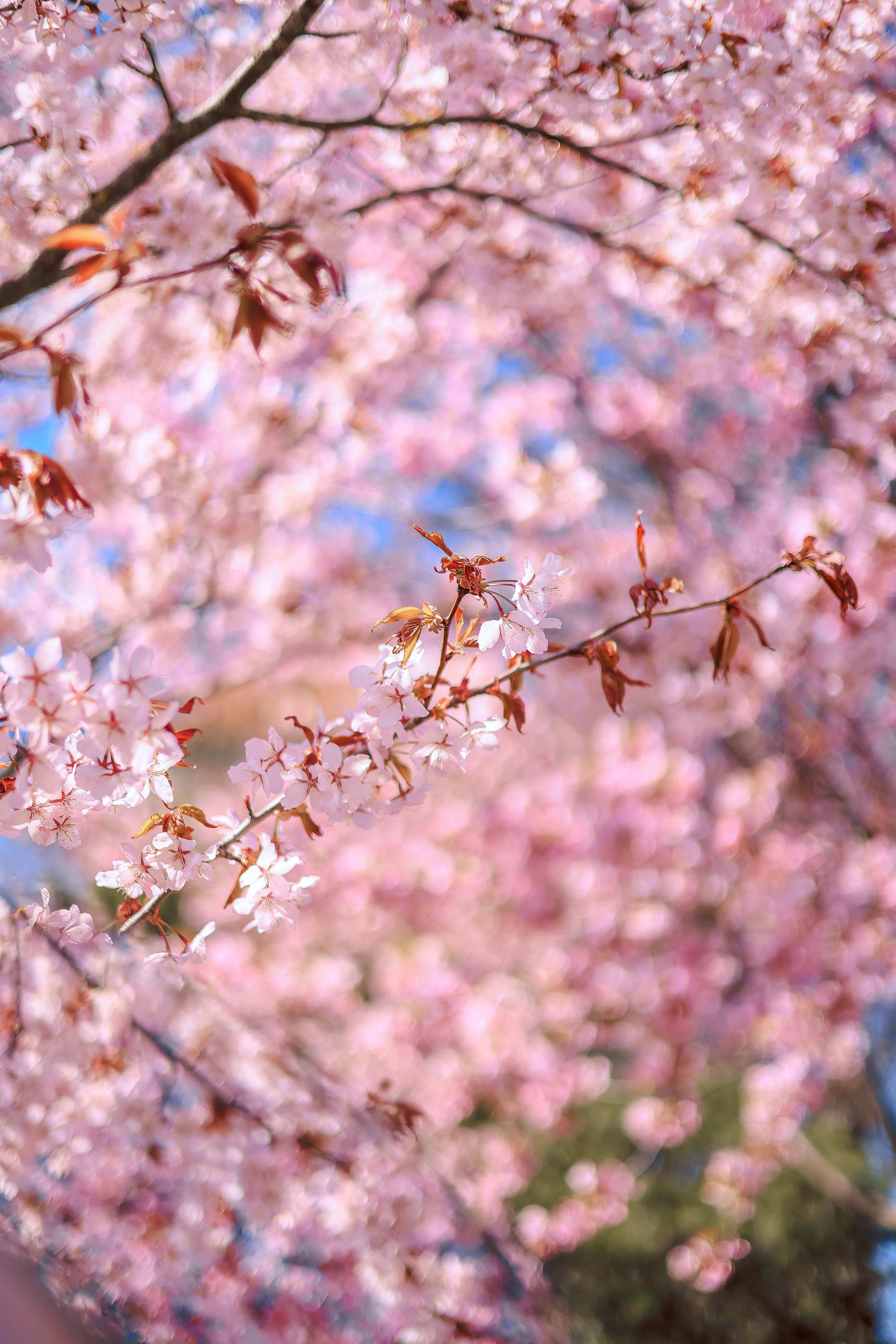 Selective Focus Photograph of Cherry Blossom Flowers with Pink Petals ...