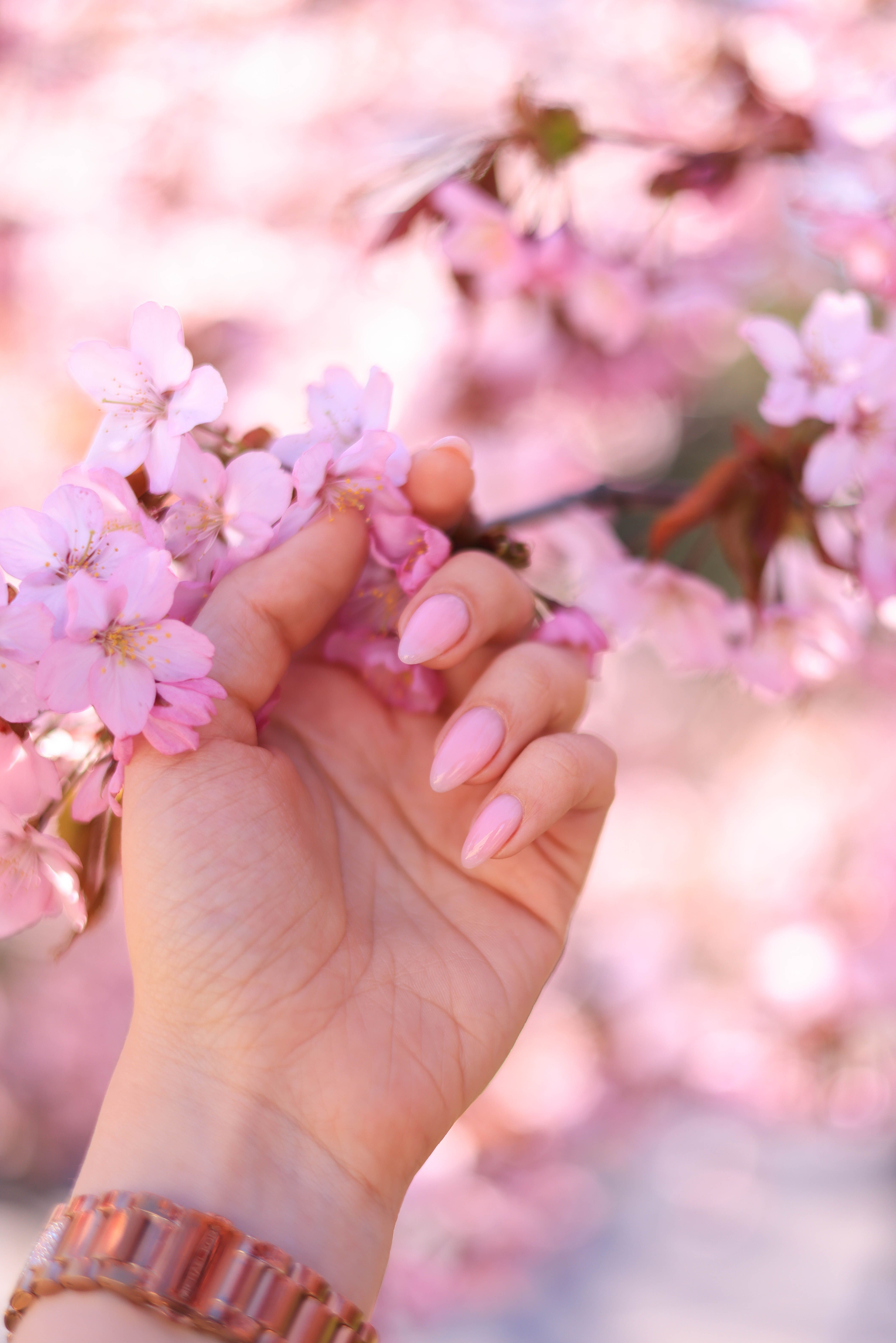 Close-up of a Hand Touching Flowers · Free Stock Photo