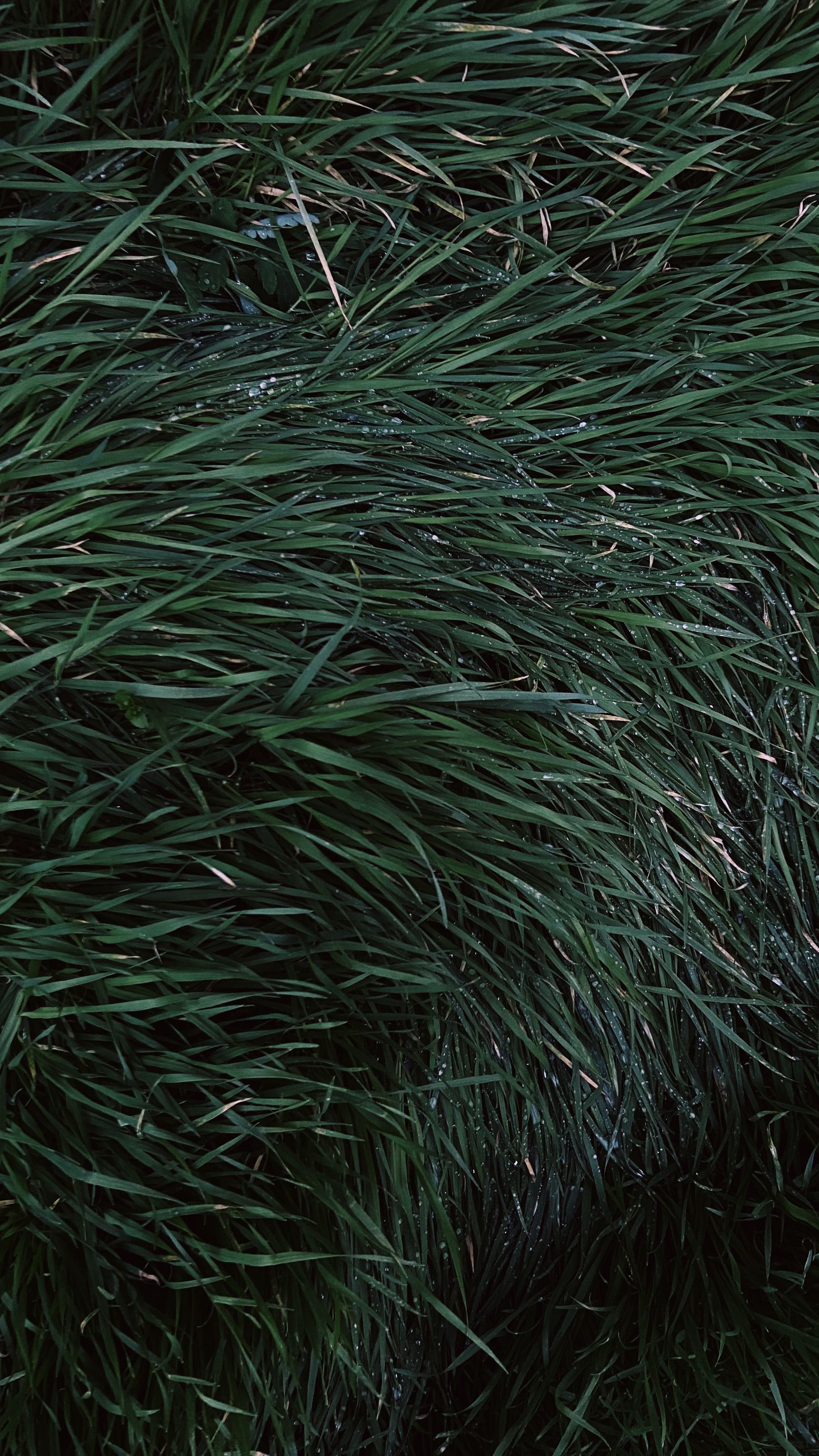 Close-up of Grass · Free Stock Photo