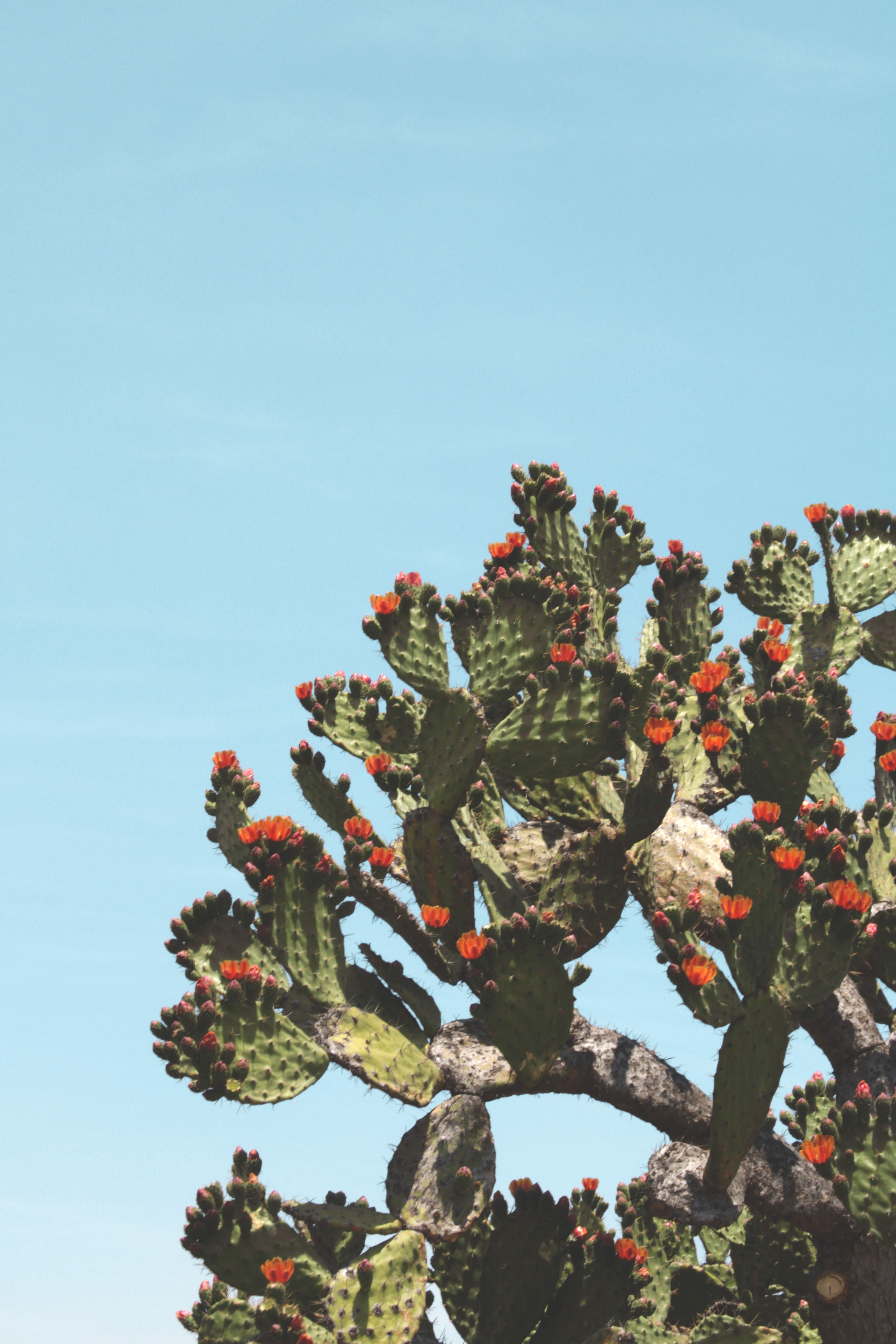 Free stock photo of beauty of nature, blossom flora, bluesky, cactus ...