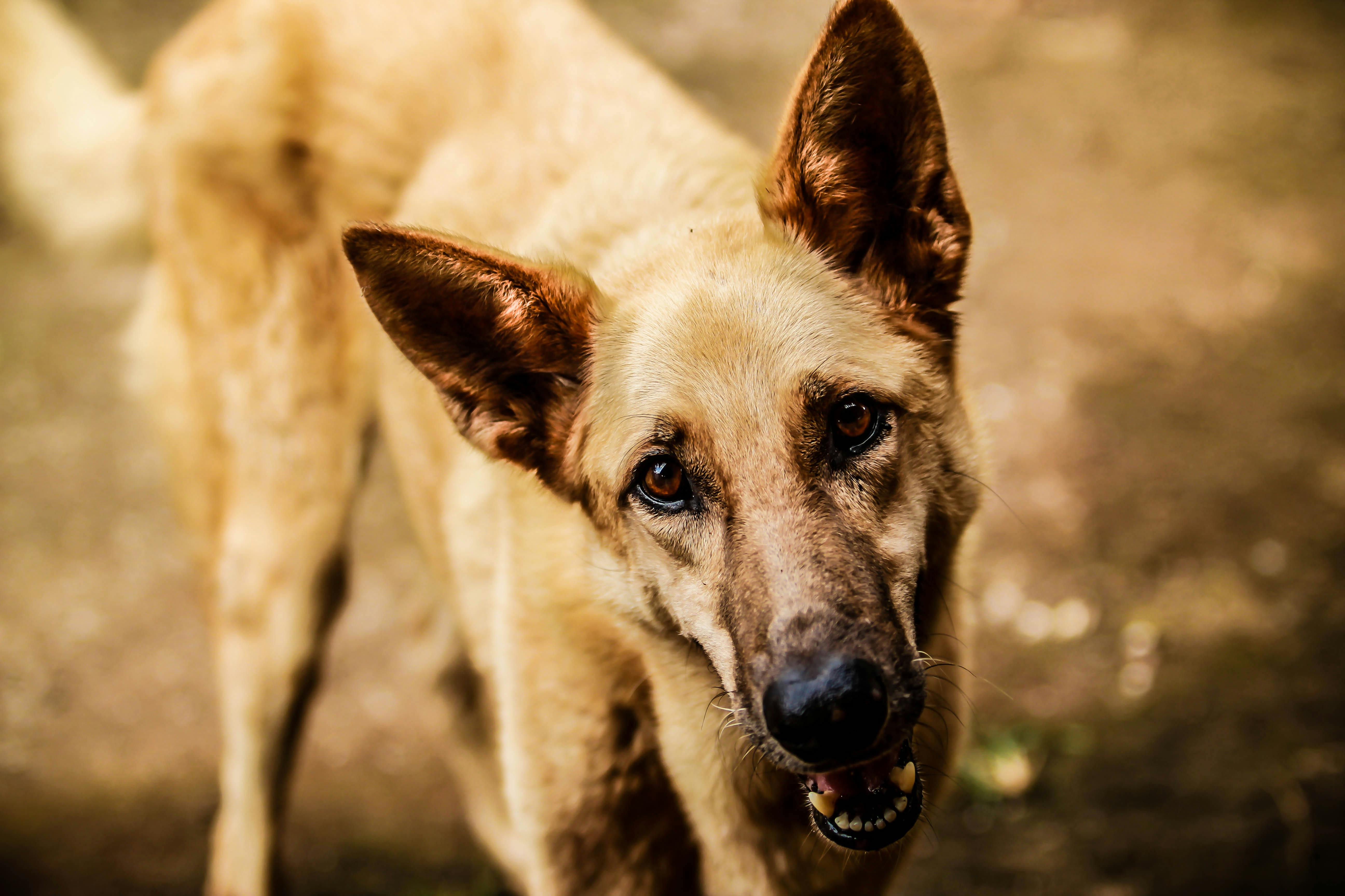 Animal Cell Division Photos, Download The BEST Free Animal Cell ...