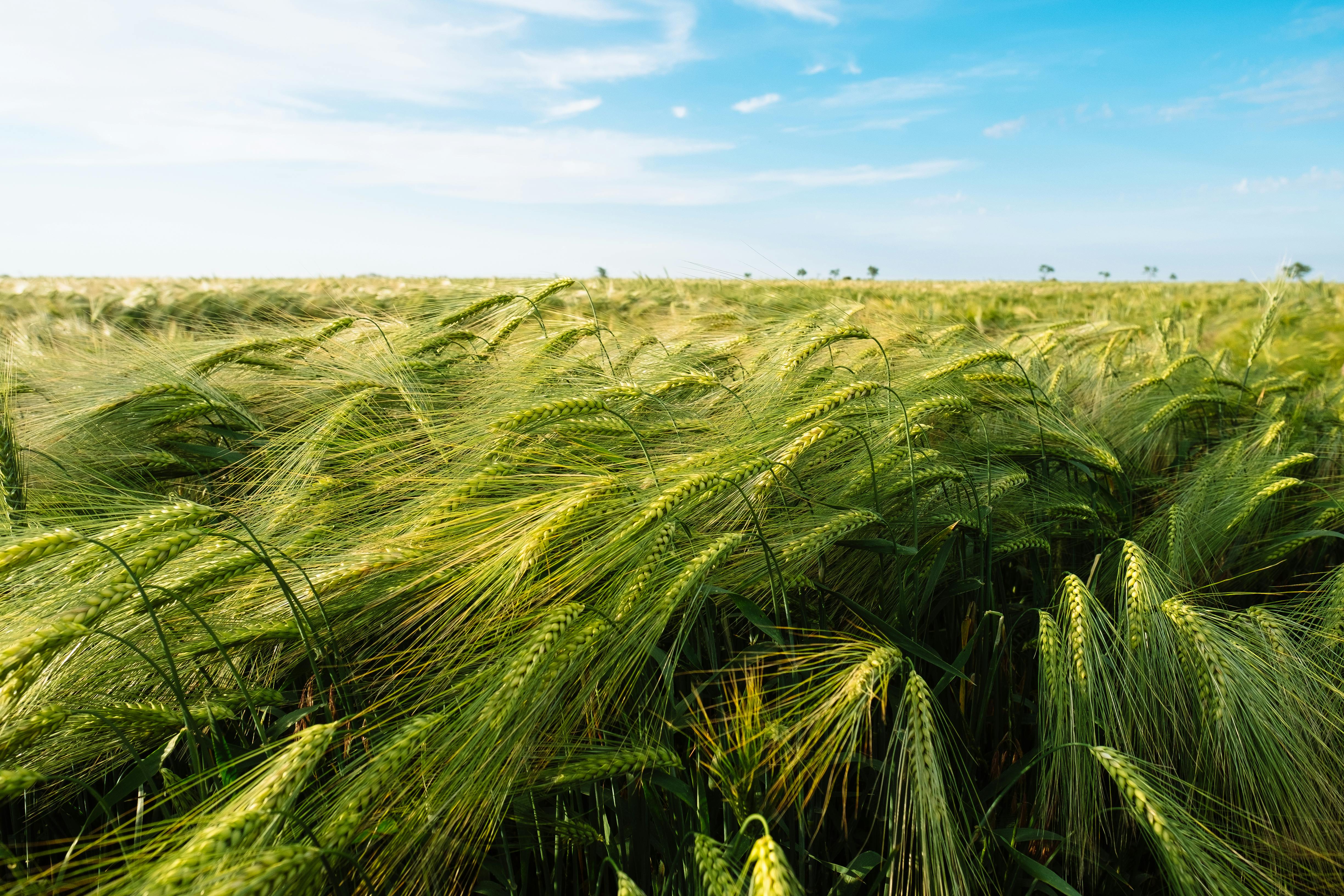 Close-up of Barley in the Field · Free Stock Photo