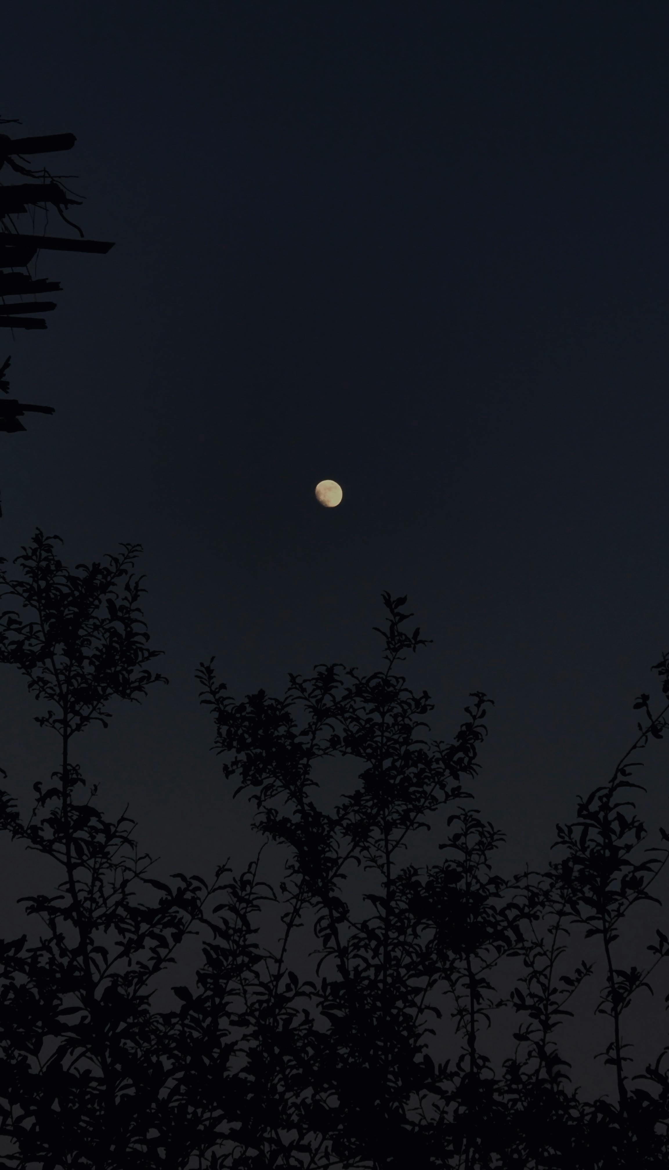 Moon and Silhouette of Trees · Free Stock Photo