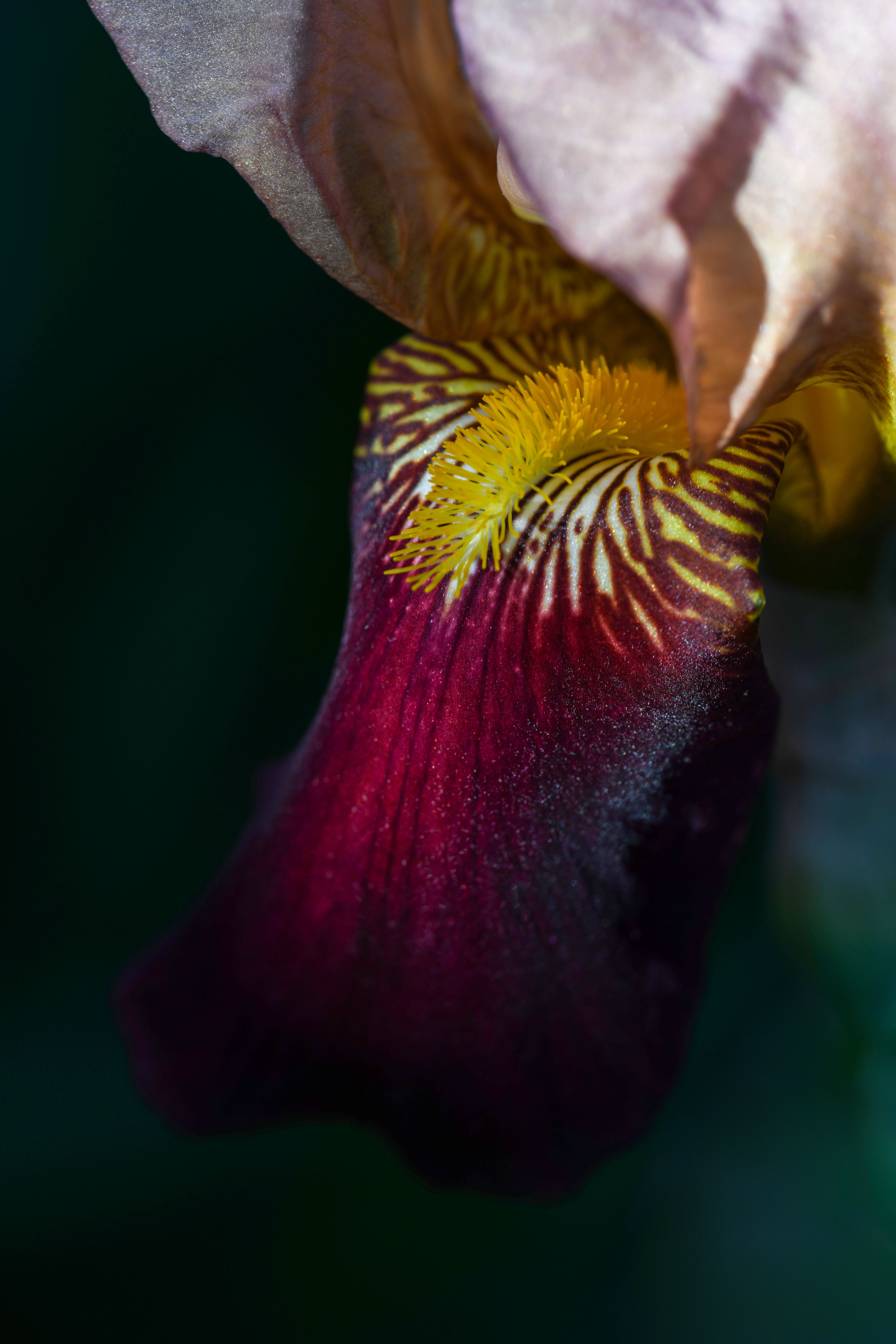 Extreme Close-up of an Iris Flower Petal · Free Stock Photo