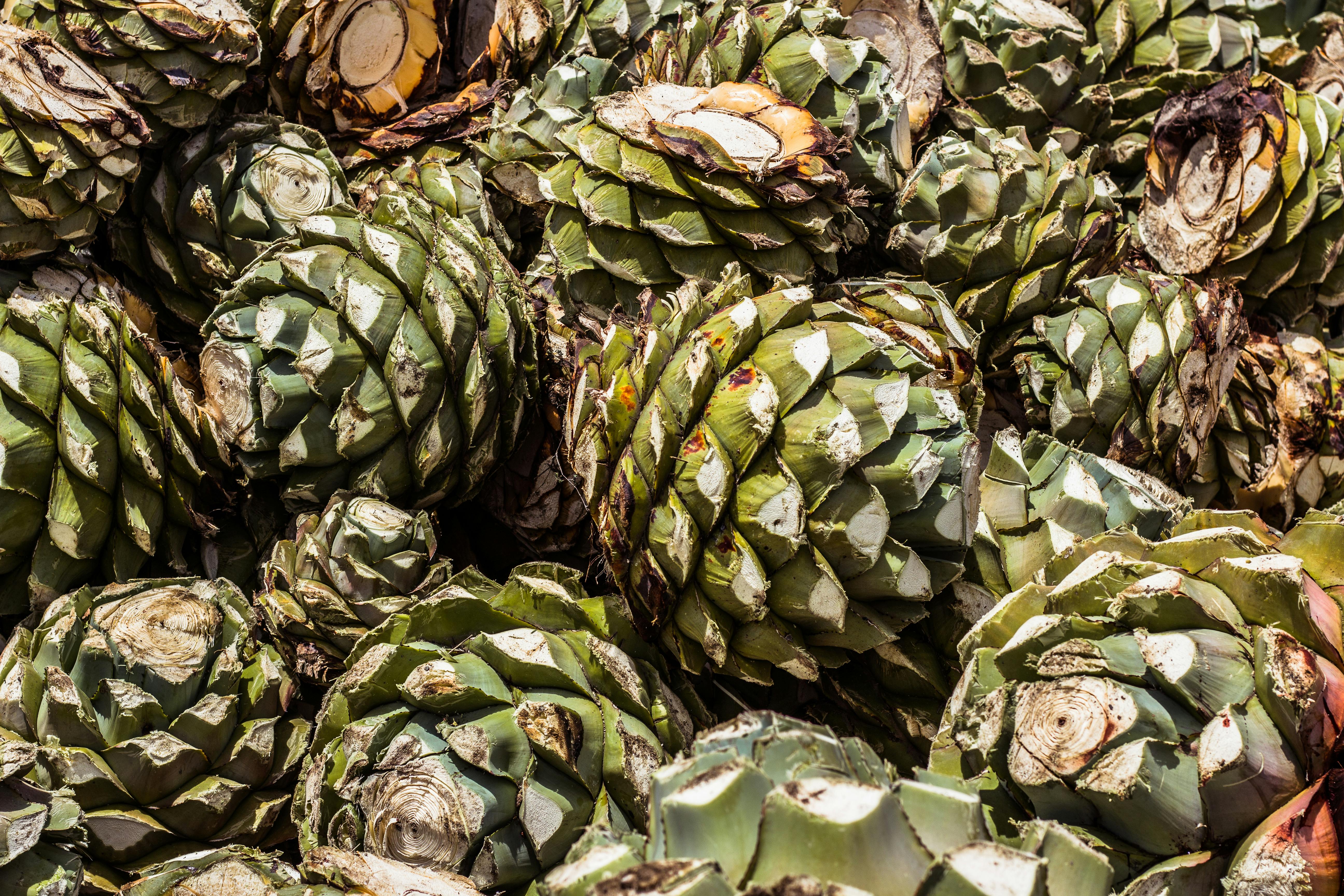 Pencas de maguey · Free Stock Photo