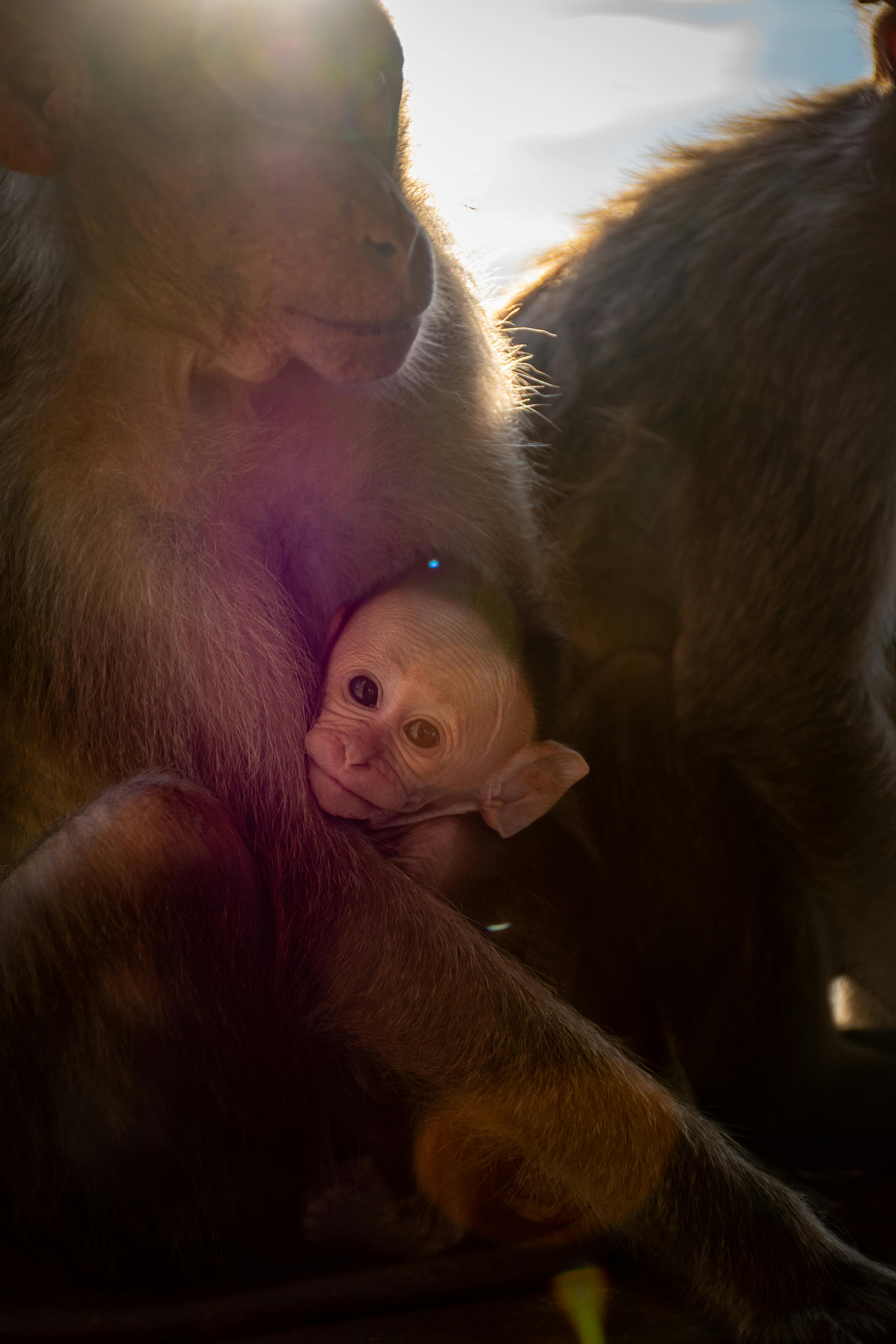 Close-up of a Monkey Holding Its Baby · Free Stock Photo