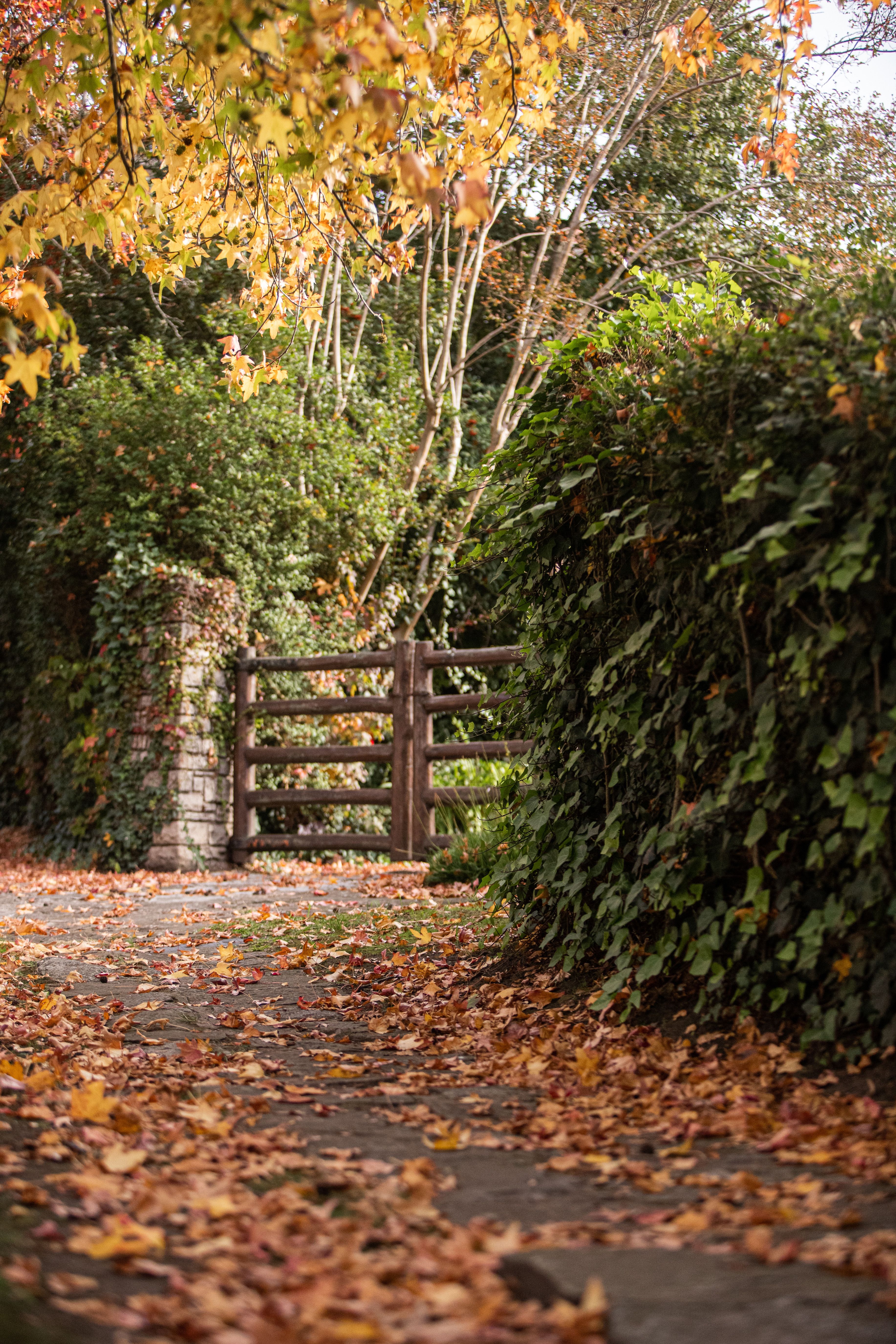 Pavement Path in Urban Park · Free Stock Photo