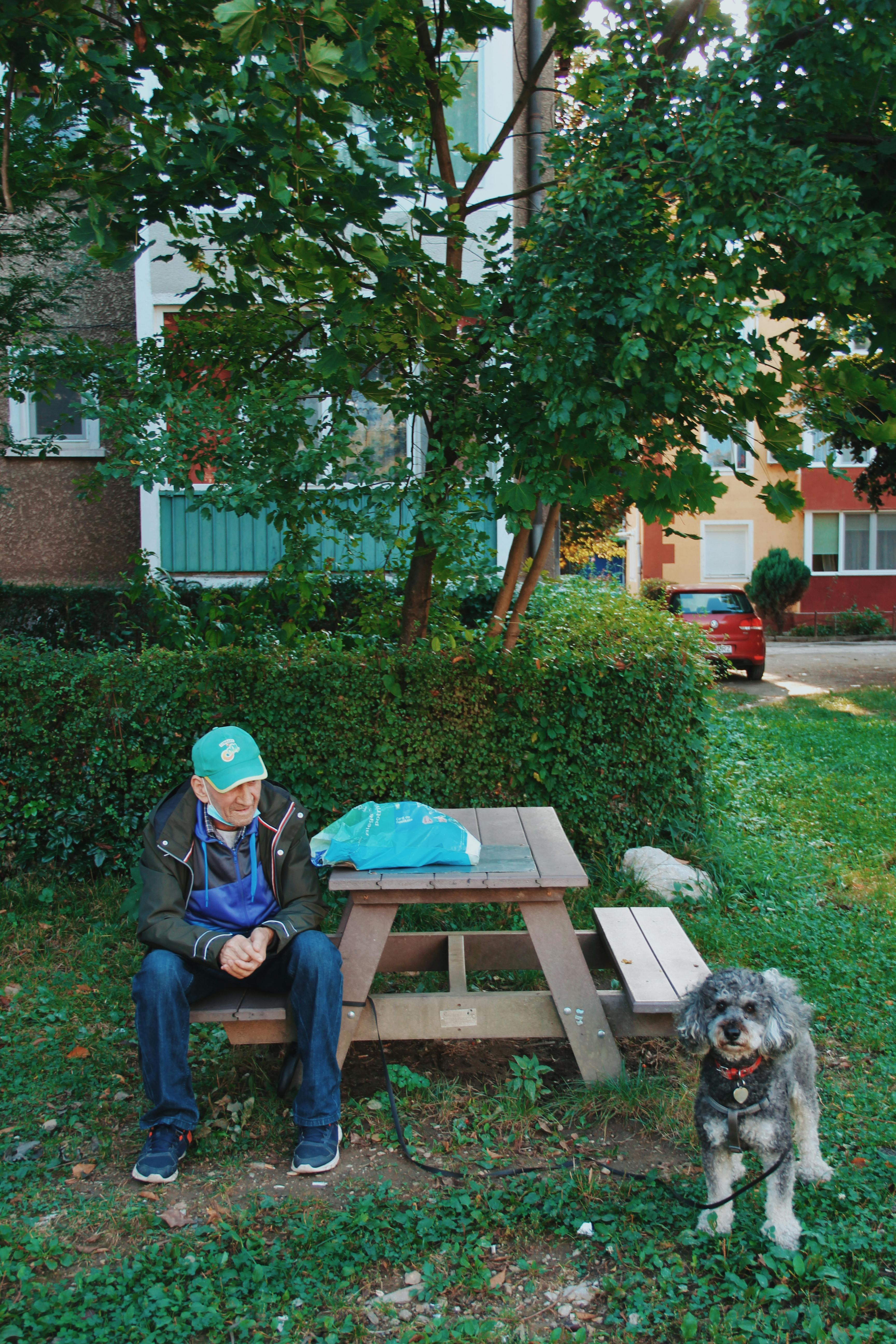 Dog Sitting Photos, Download The BEST Free Dog Sitting Stock Photos ...