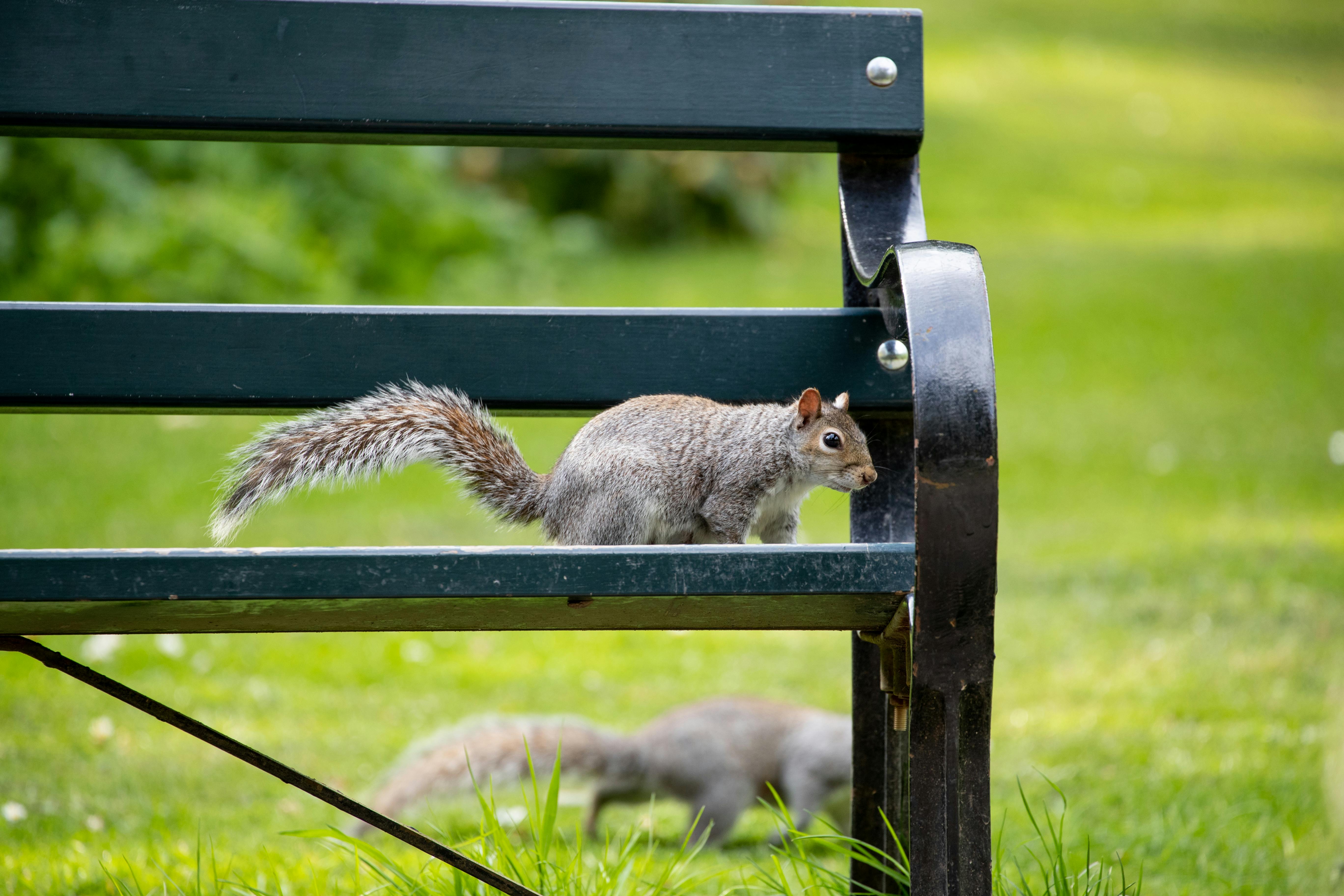 Cute Squirrels Photos, Download The BEST Free Cute Squirrels Stock ...
