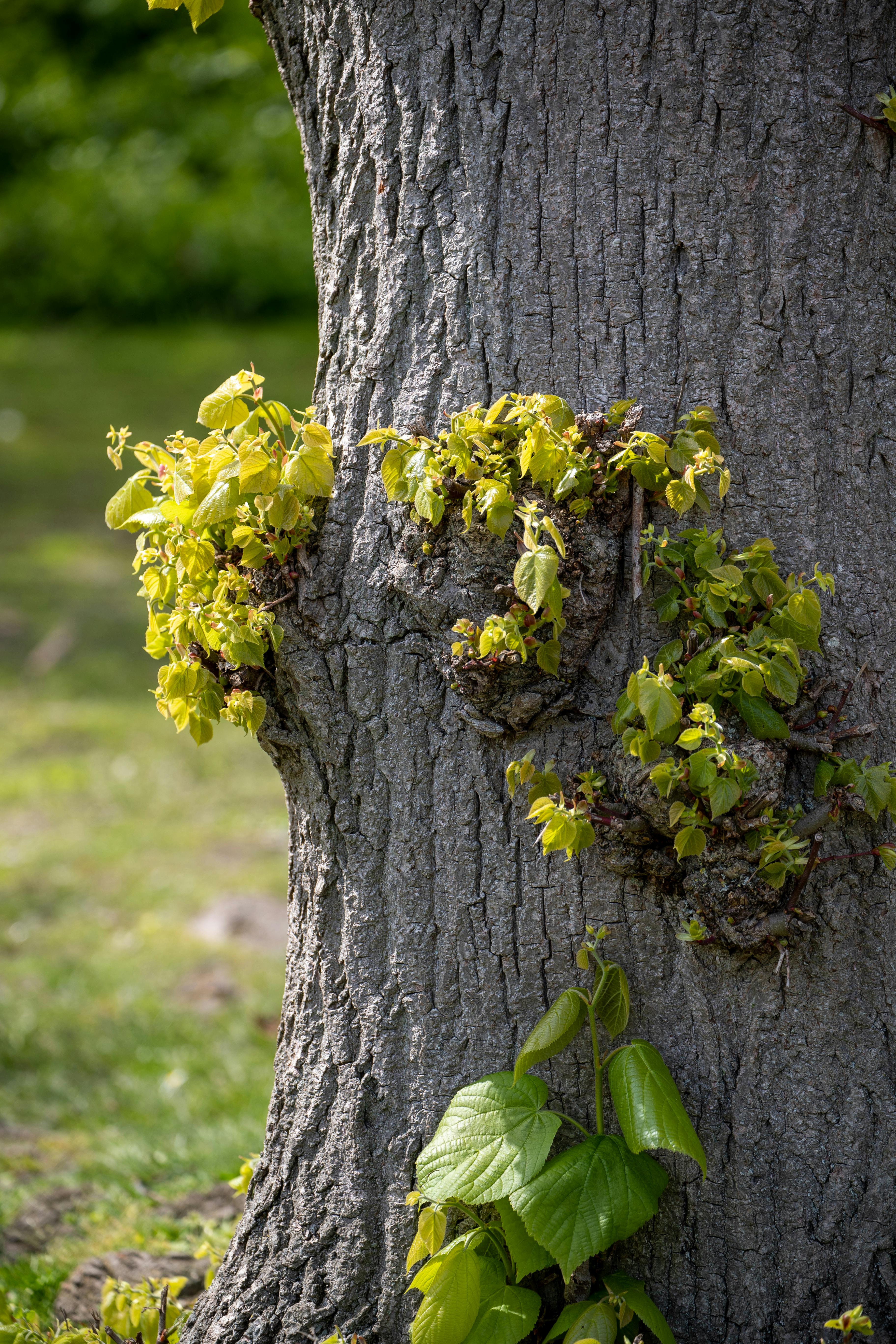 Close-up of Fresh Leaves Growing out of a Tree Trunk · Free Stock Photo