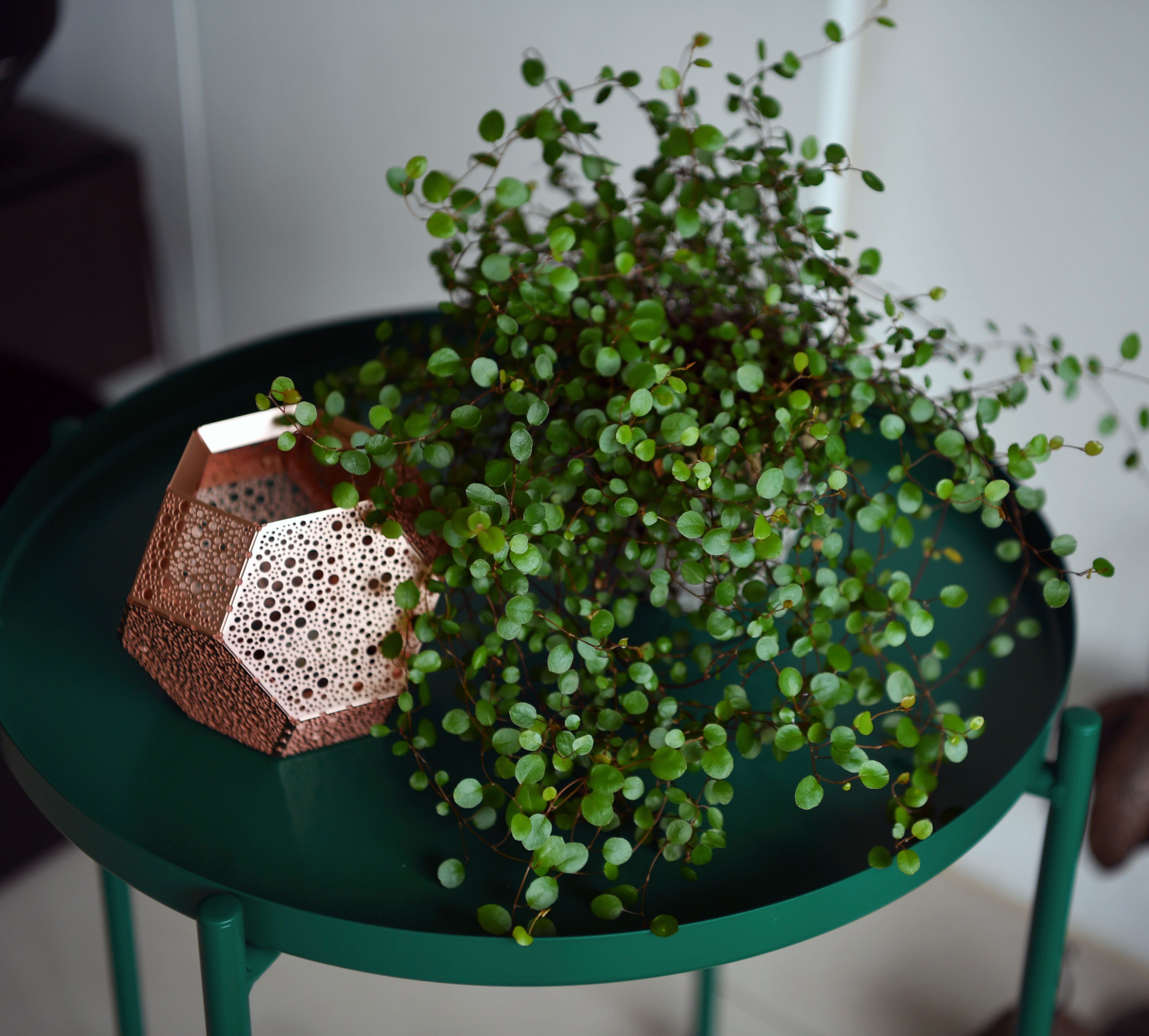 Functional Medicine Tree Photos, Download The BEST Free Functional ...