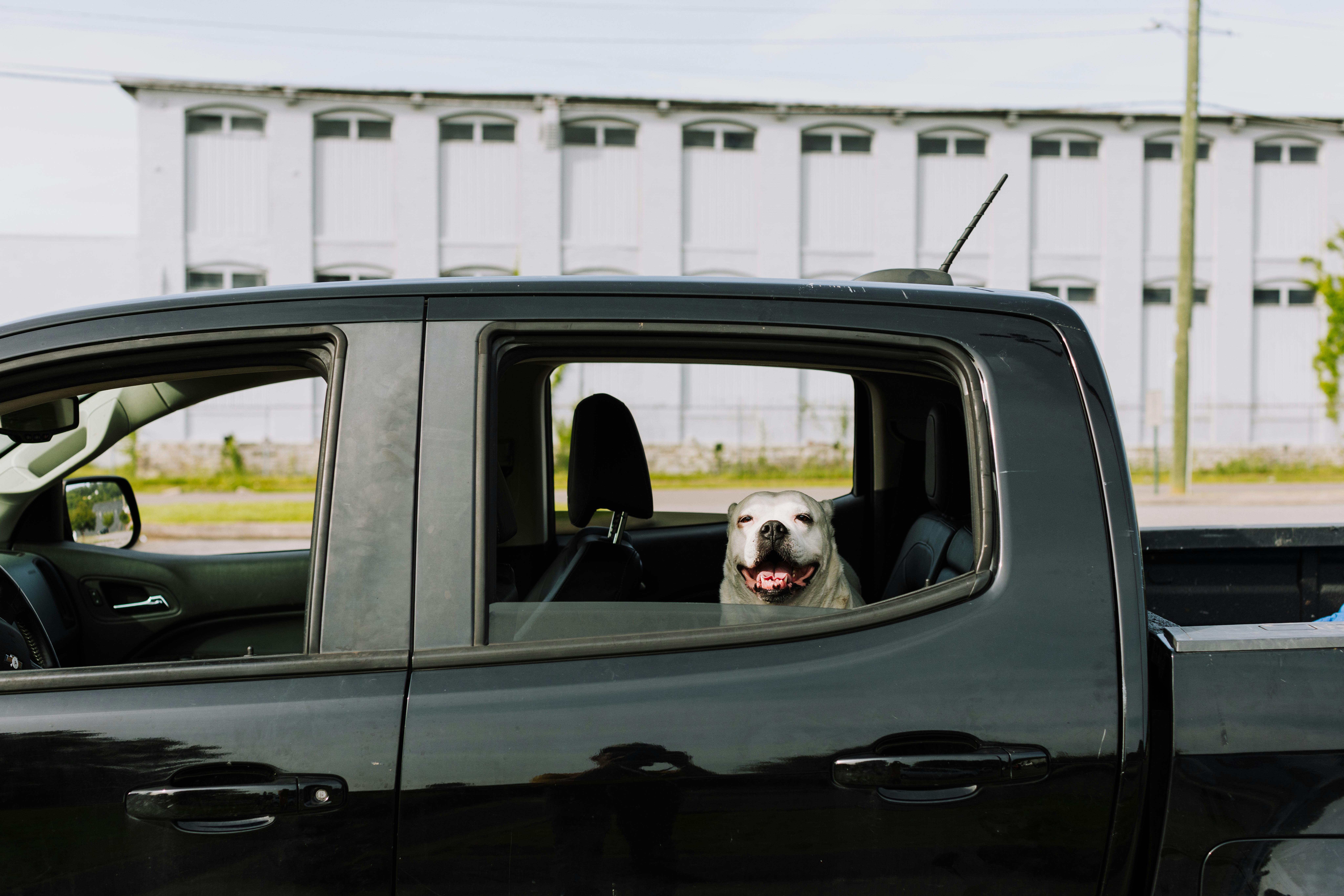 Dog in Car Window · Free Stock Photo