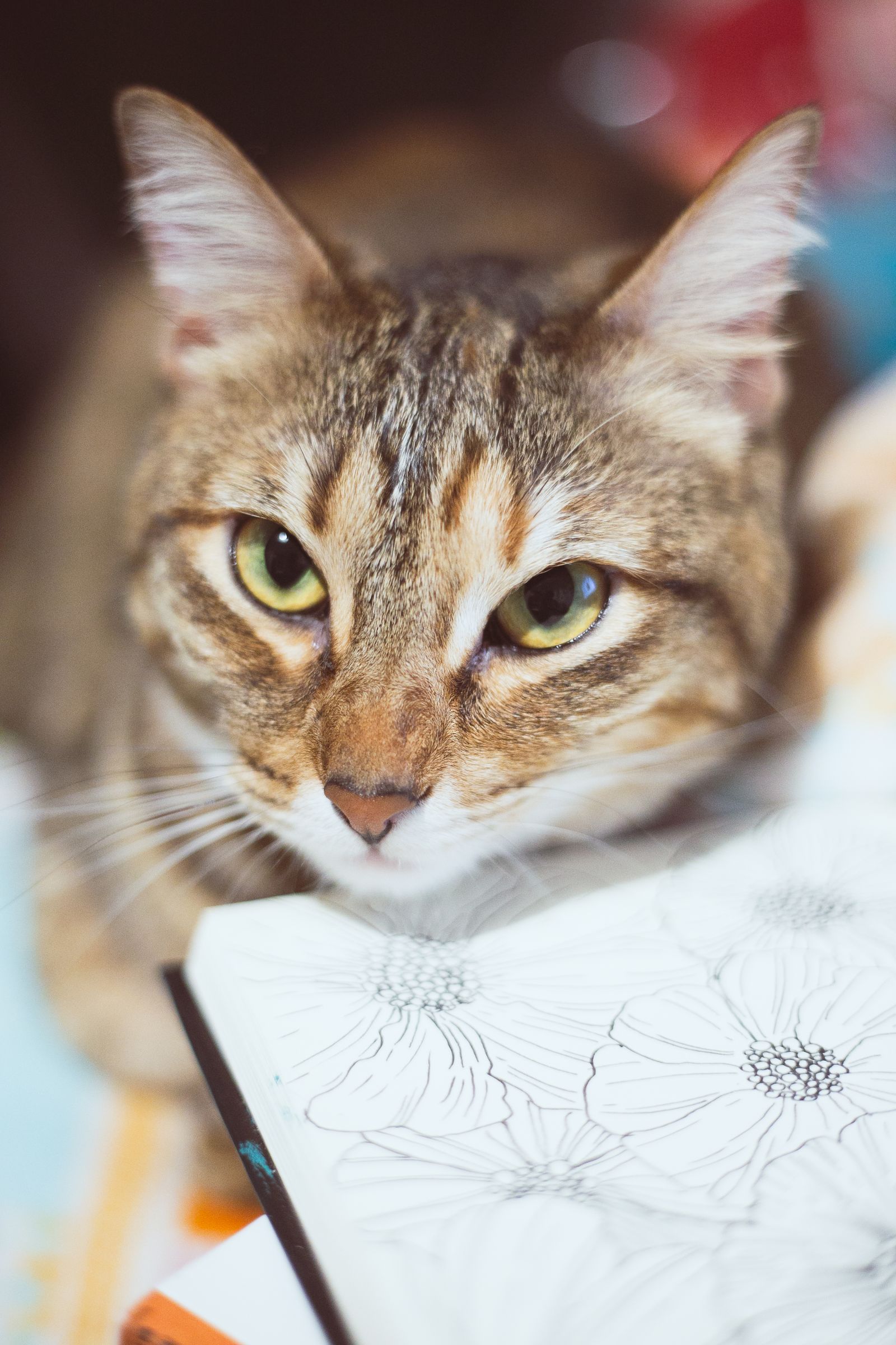 Cat Cat Sketches Photos, Download The BEST Free Cat Cat Sketches Stock ...