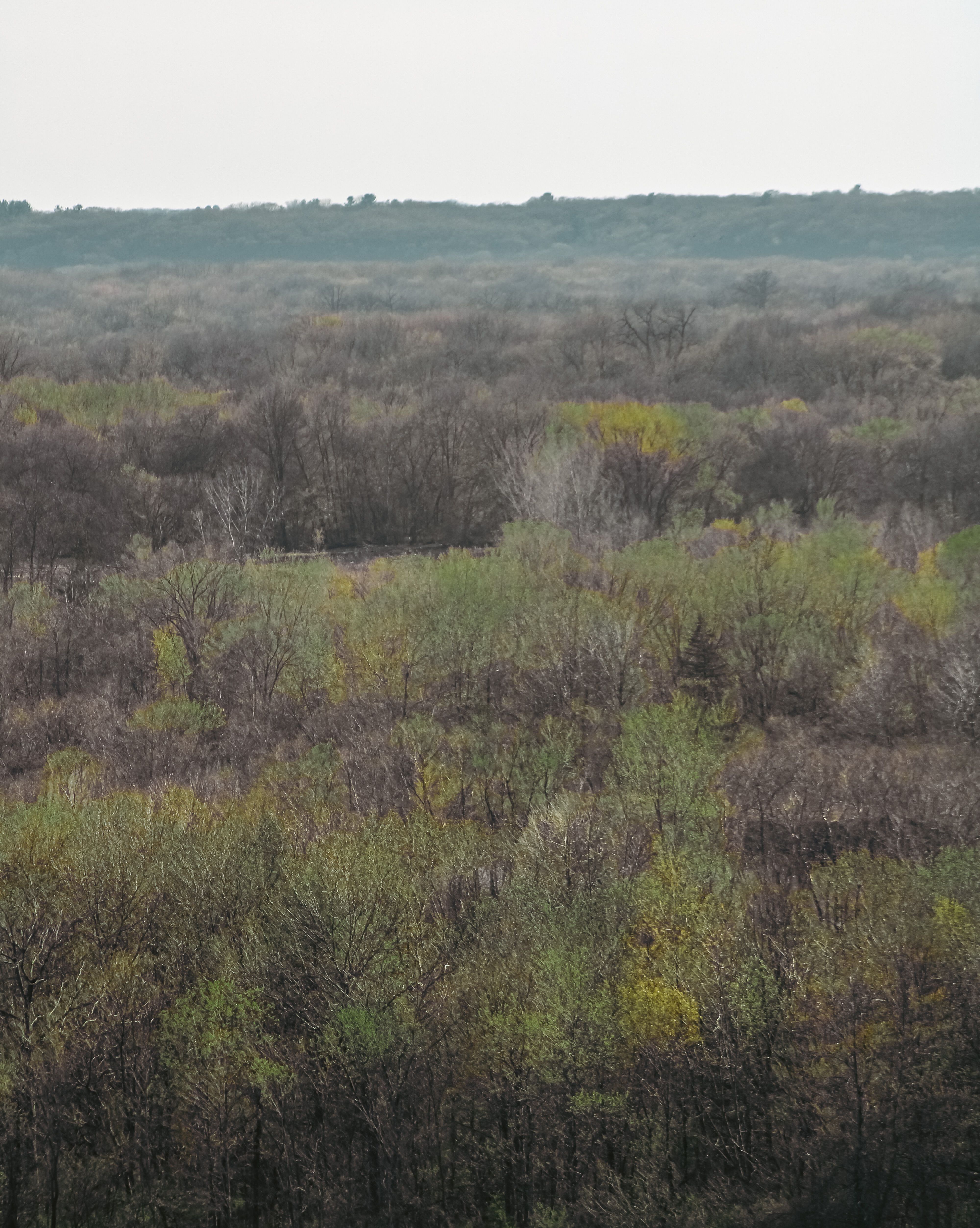 Green Forest on Plains · Free Stock Photo