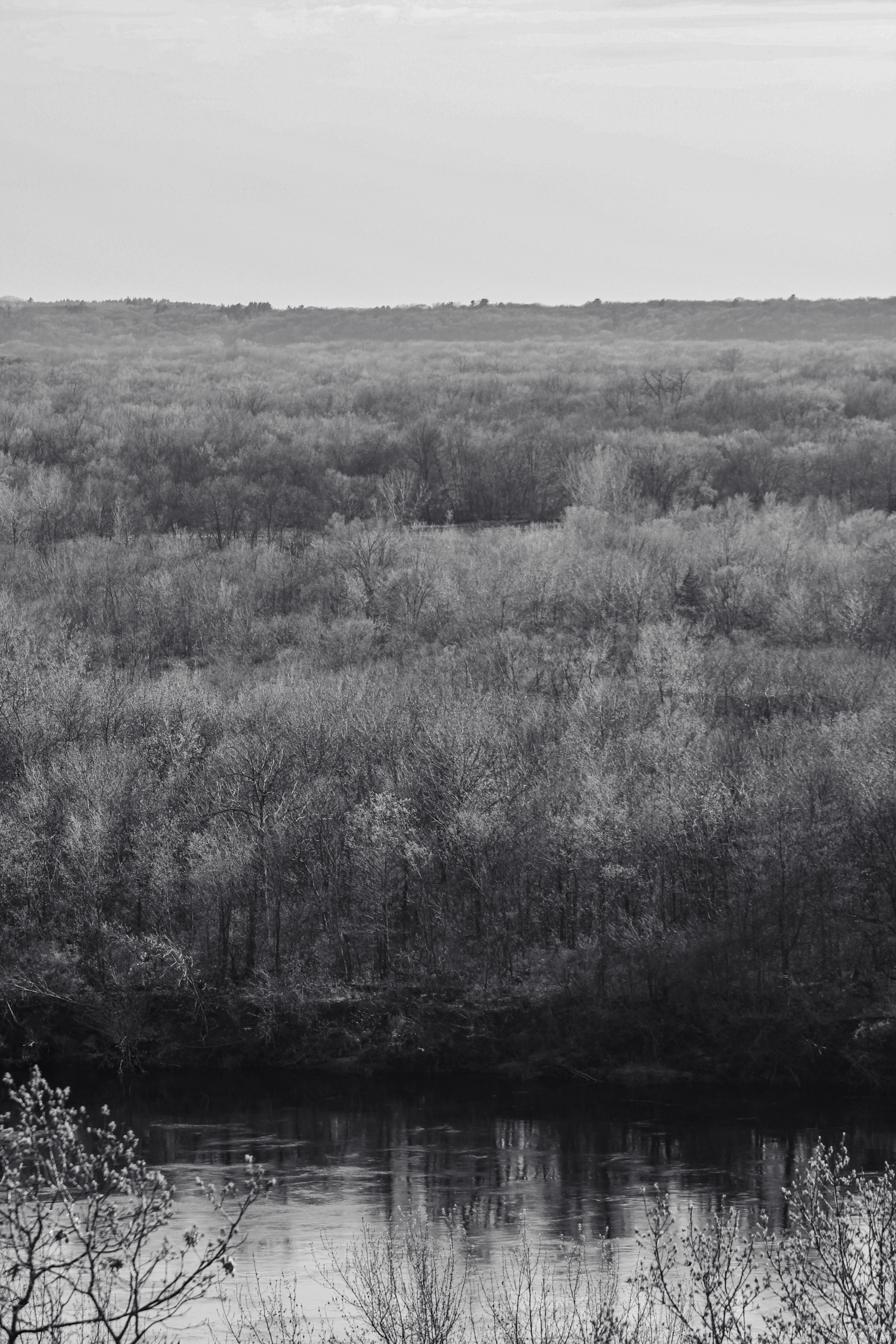 Forest Plains Photos, Download The BEST Free Forest Plains Stock Photos ...