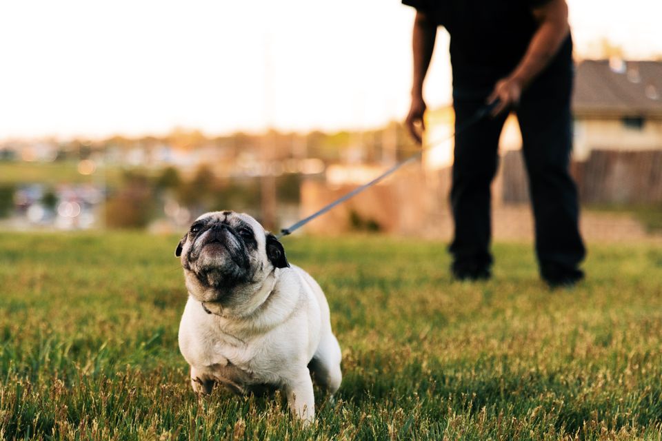 Pug Dog Origin: History of Loyal Companions Uncovered